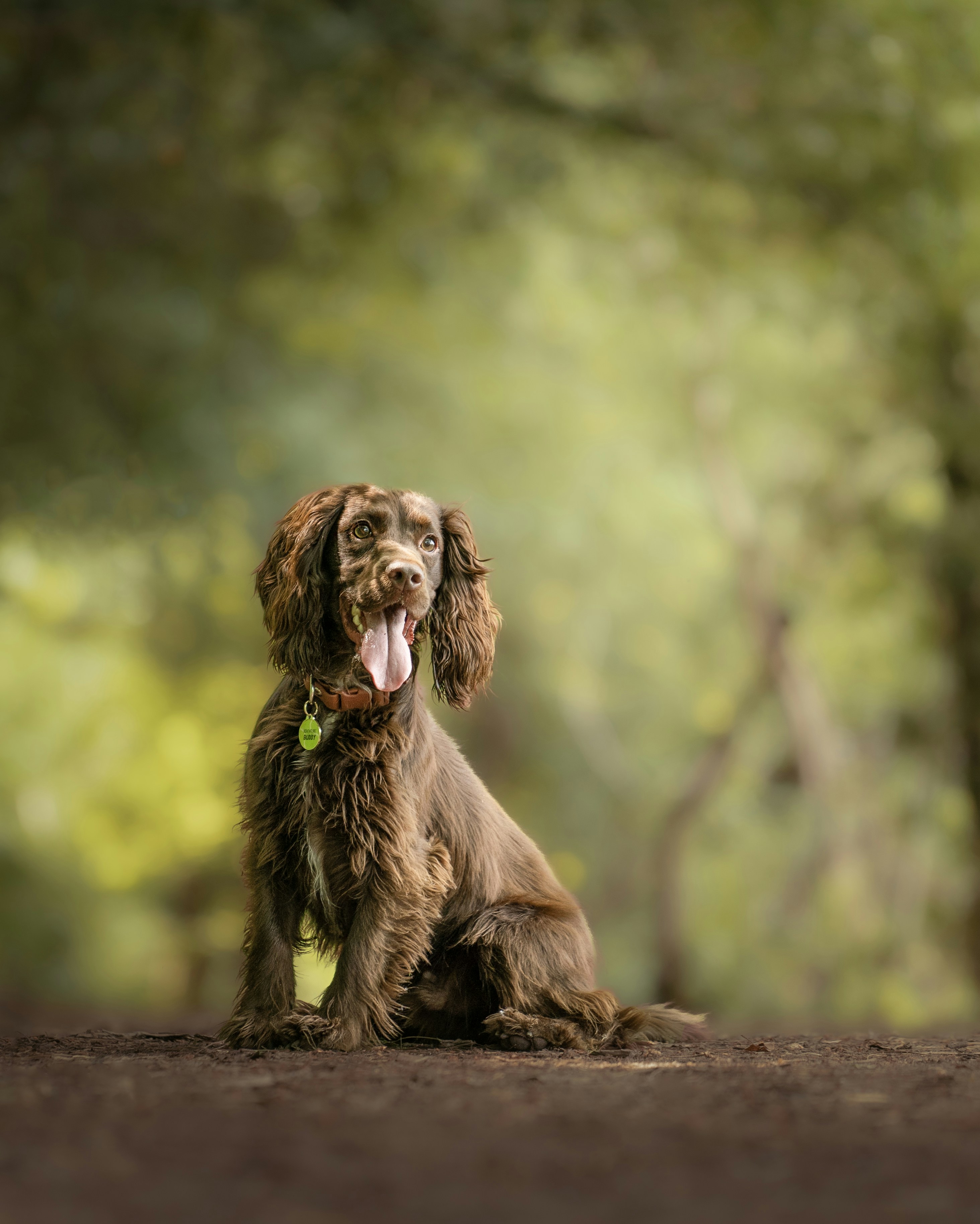 Whiskers in the Wild: A Canine Portrait