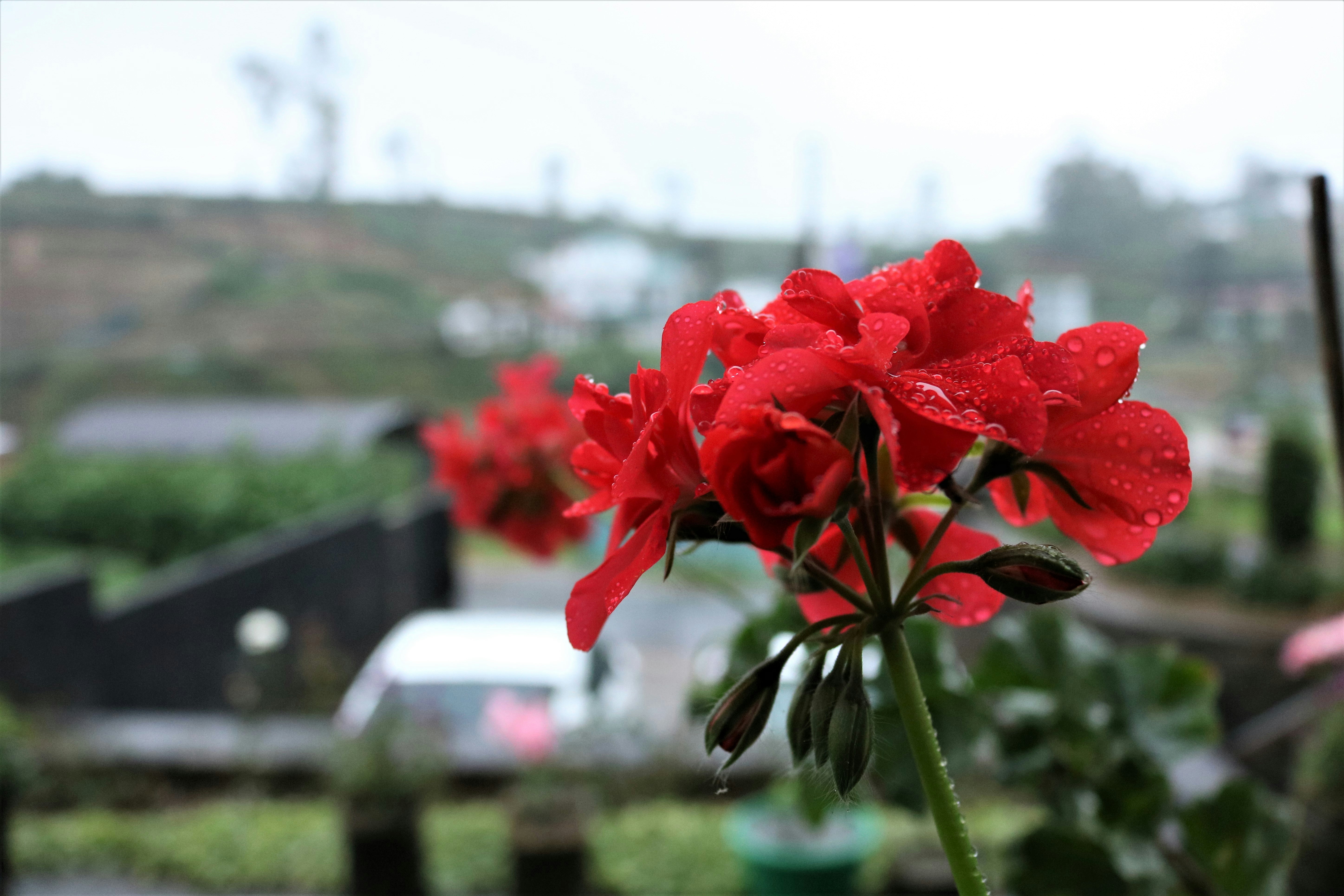 Raindrop Symphony on Scarlet Blooms