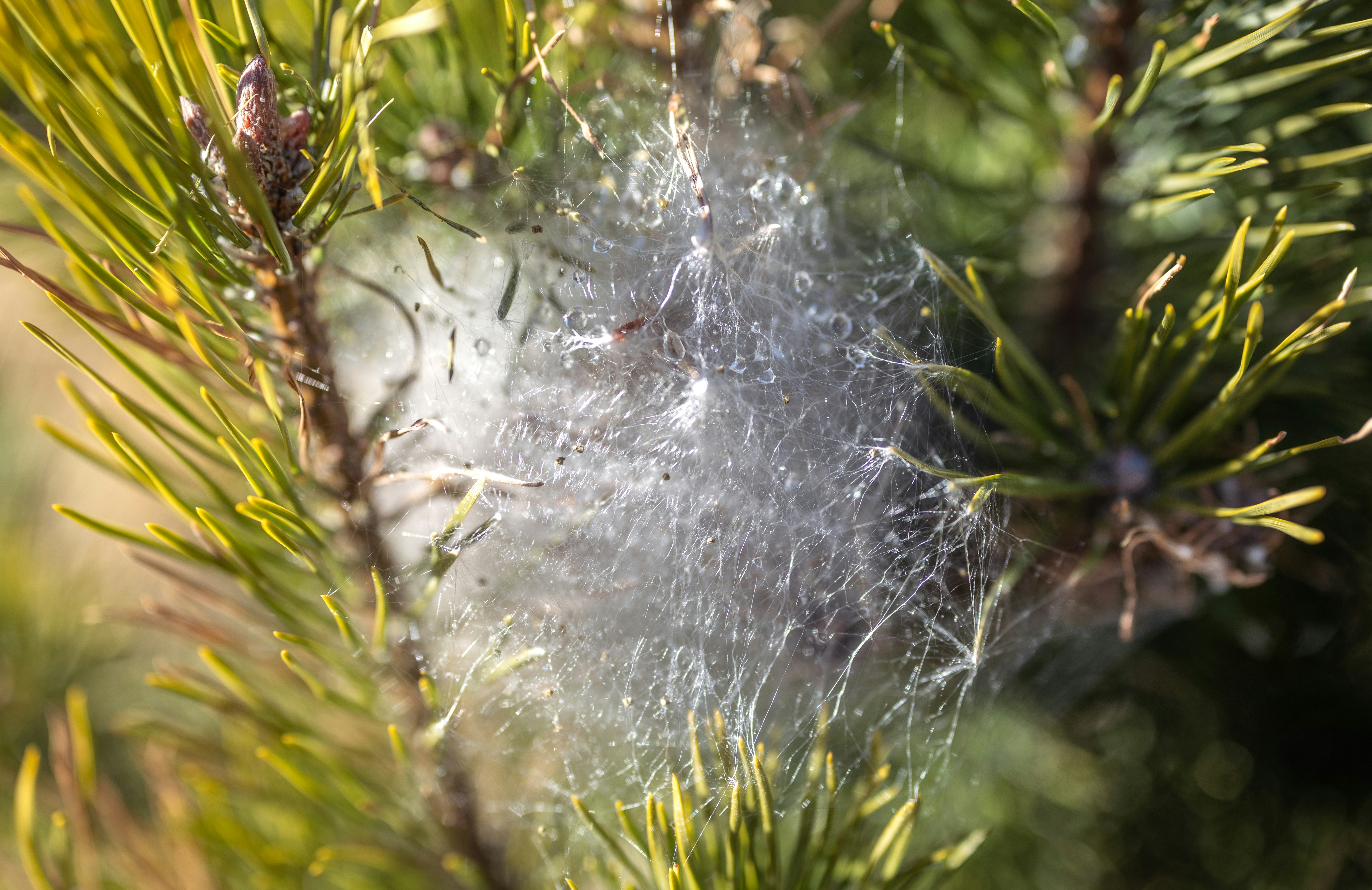 A gossamer spider web glistening in sunlight, intricately woven among the green pine needles, showcasing the beauty of nature's craftsmanship.