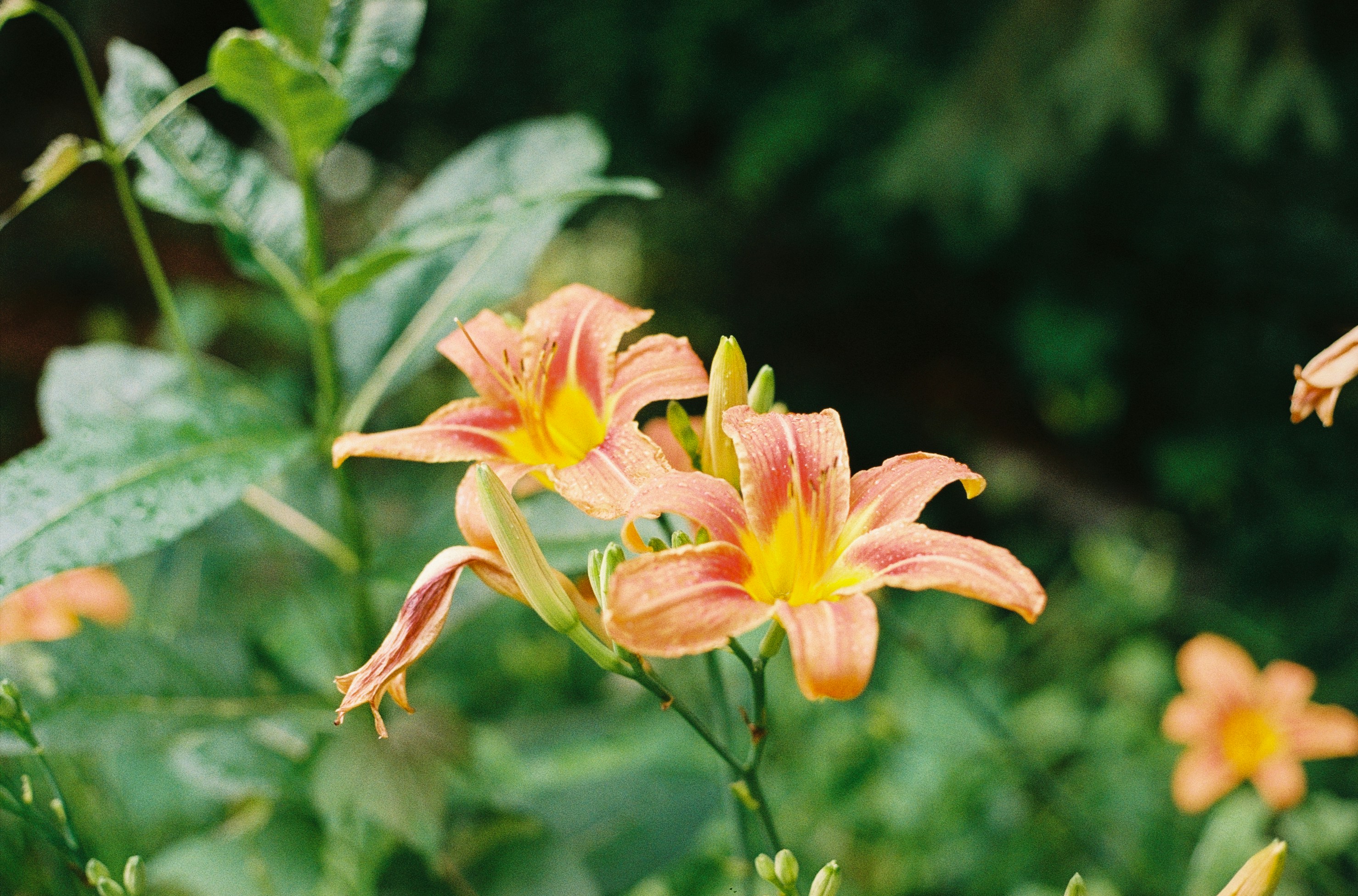 Orange lily flower in bloom | Two orange lilies bloom with green foliage.