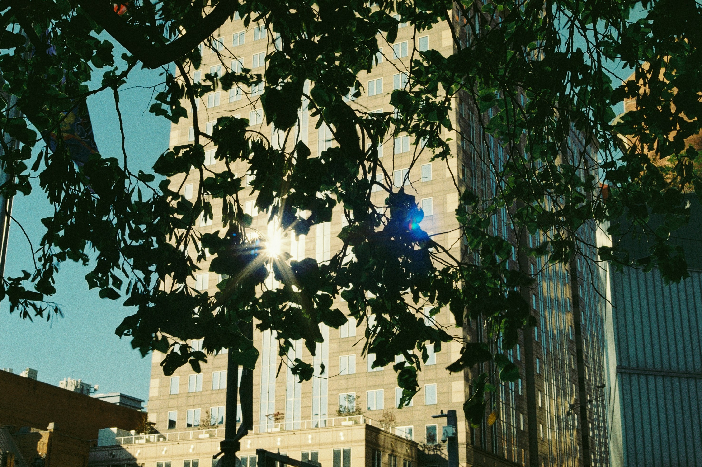 Tree branches with building in background | Sunlight shines through tree branches onto buildings.