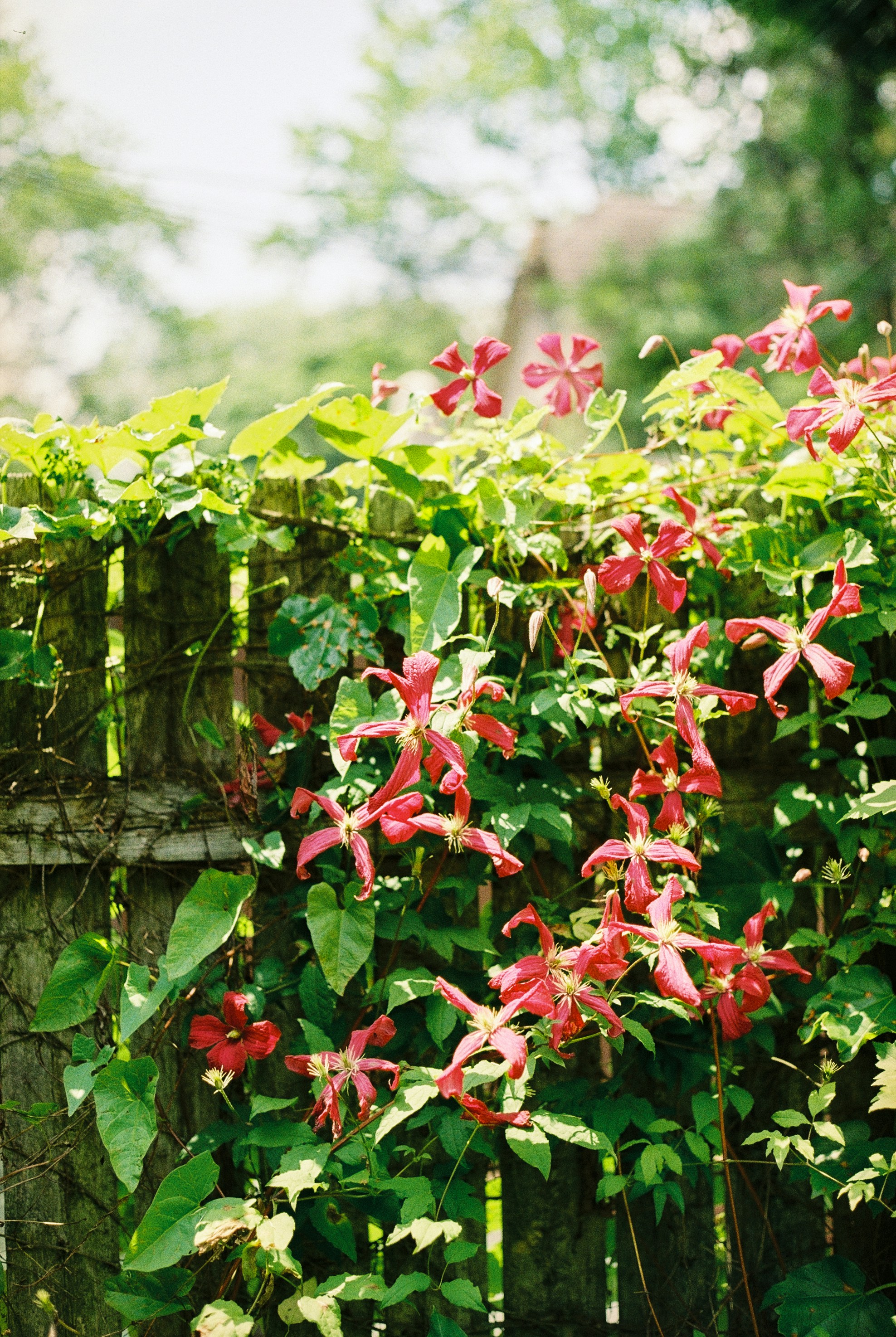 Flowers from a plant veil on wooden fence | Red clematis flowers climbing a wooden fence