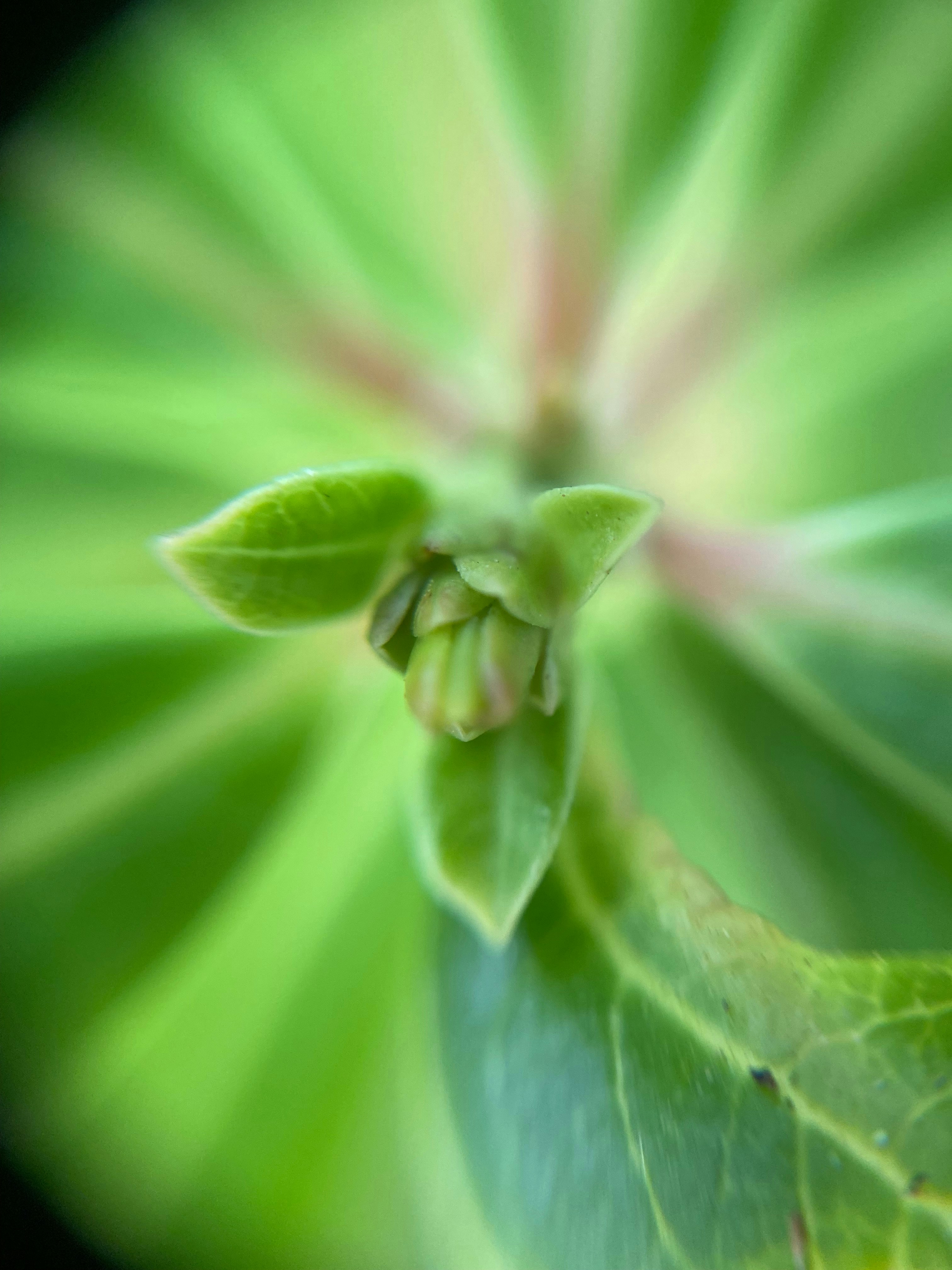 Emerging Life: A Bud's Journey