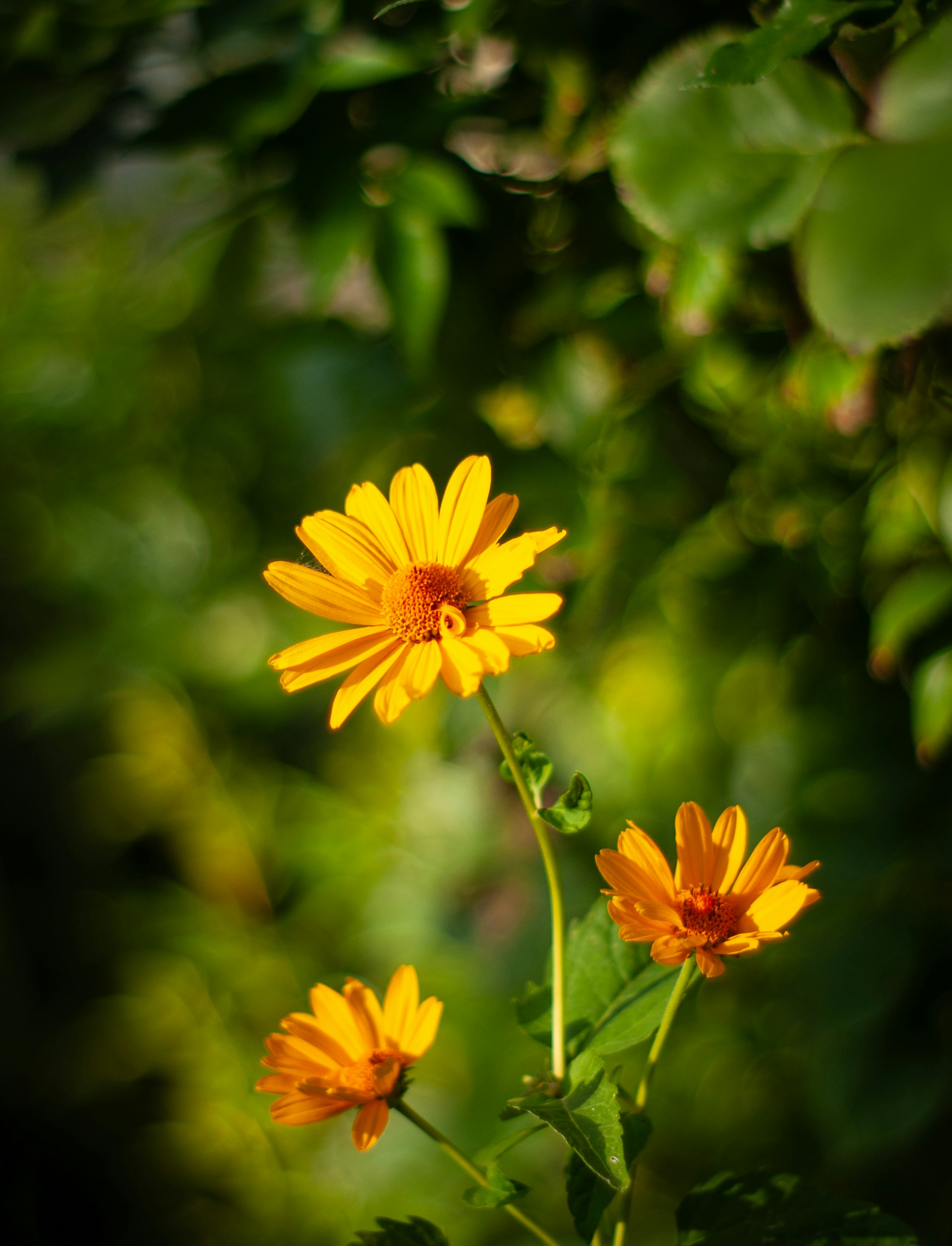 Three vibrant yellow flowers stand tall amidst a lush green backdrop, showcasing the beauty of nature. The light gently highlights their delicate petals.