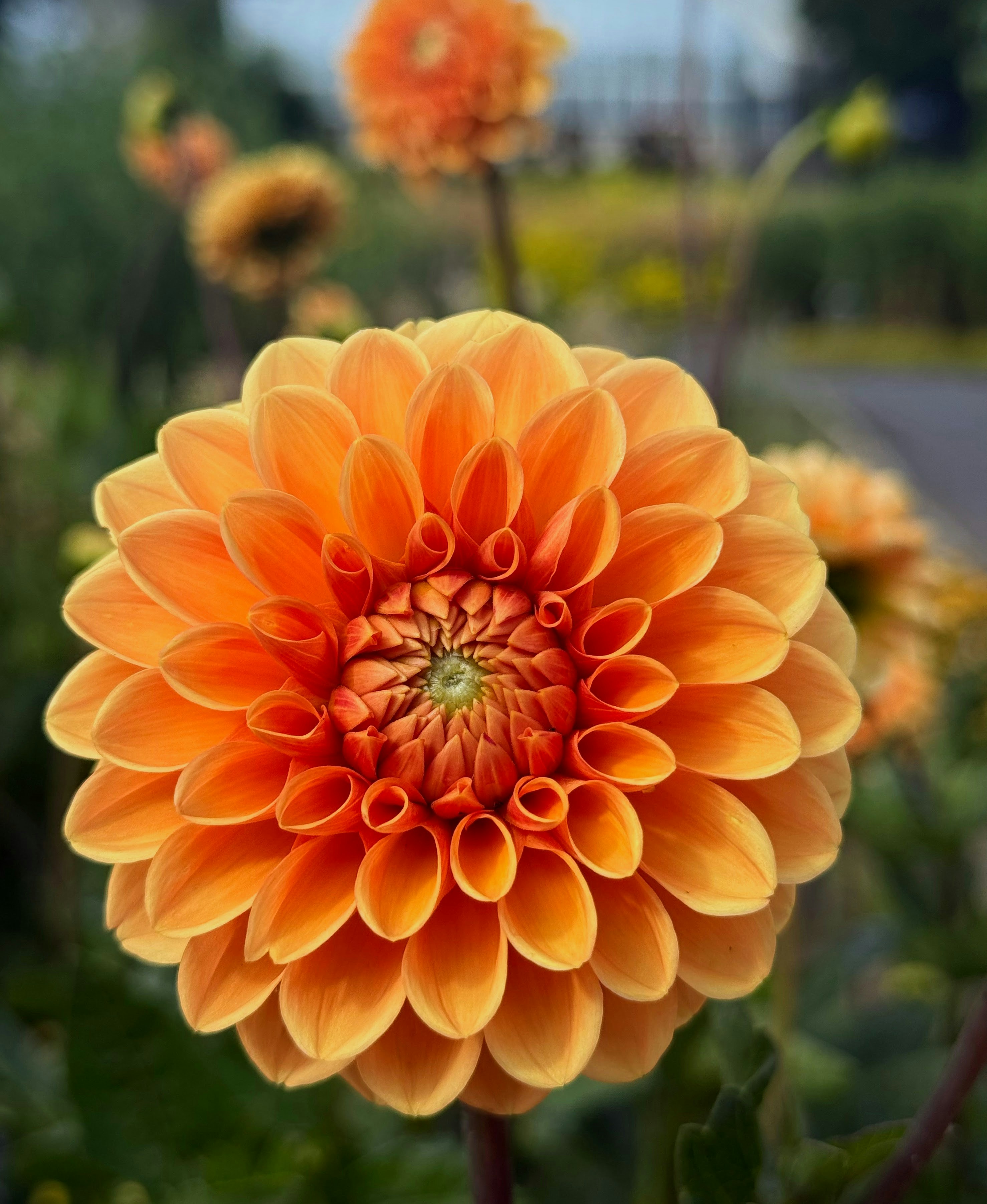 The Whimsical Geometry of Nature