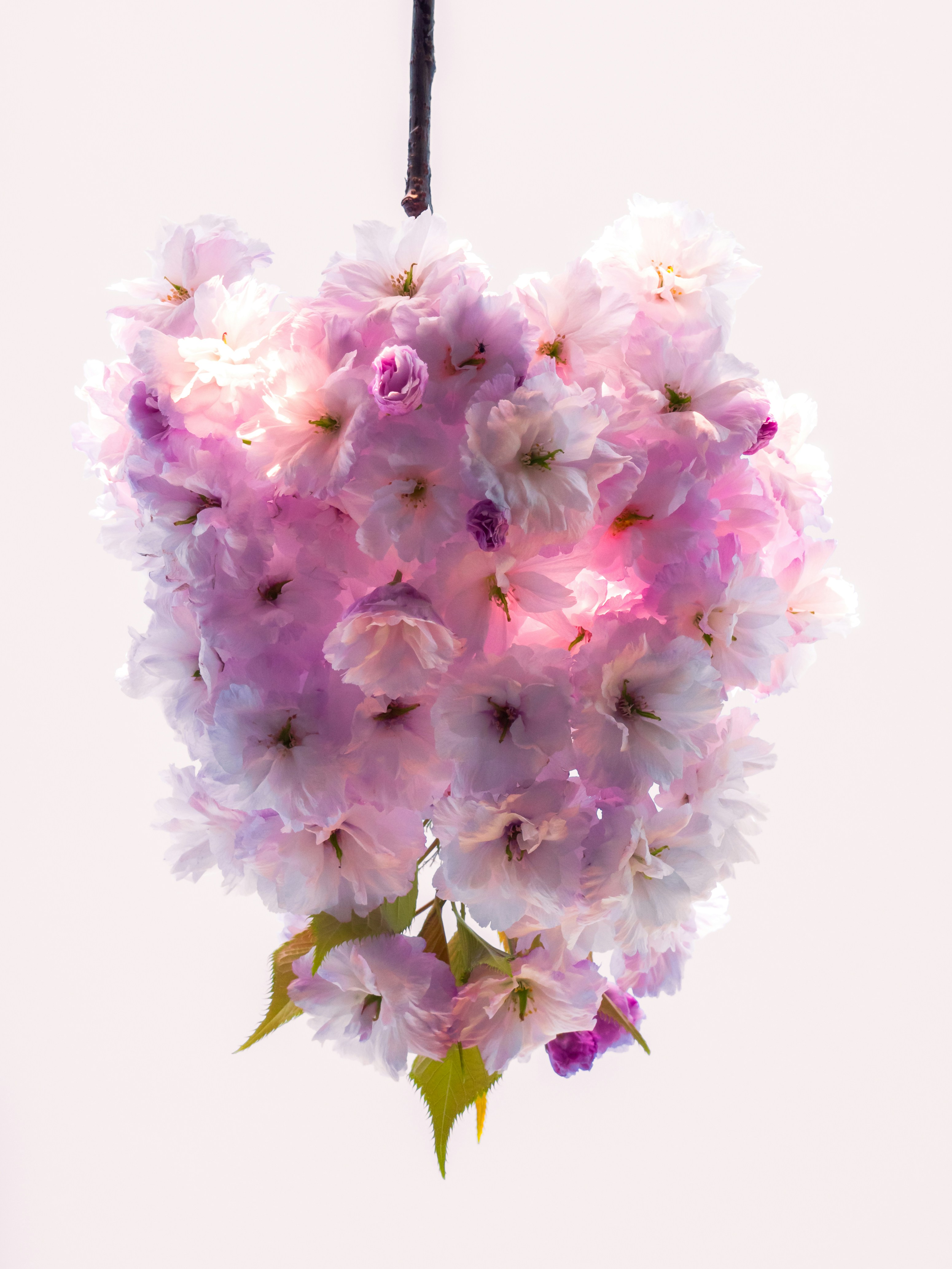 A Cascade of Petals: Nature's Soft Embrace
