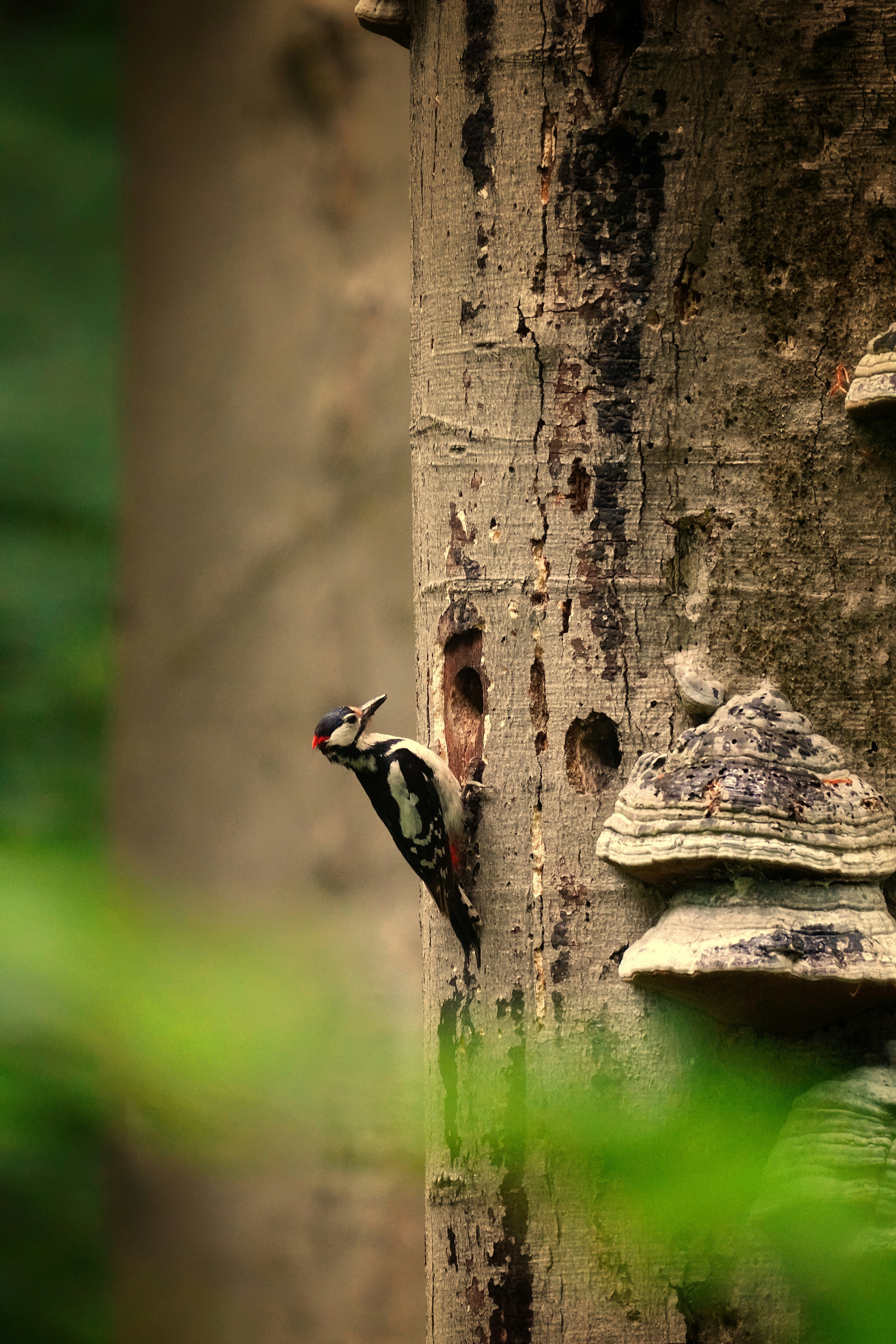 Nature's Craftsman: The Woodpecker's Workshop