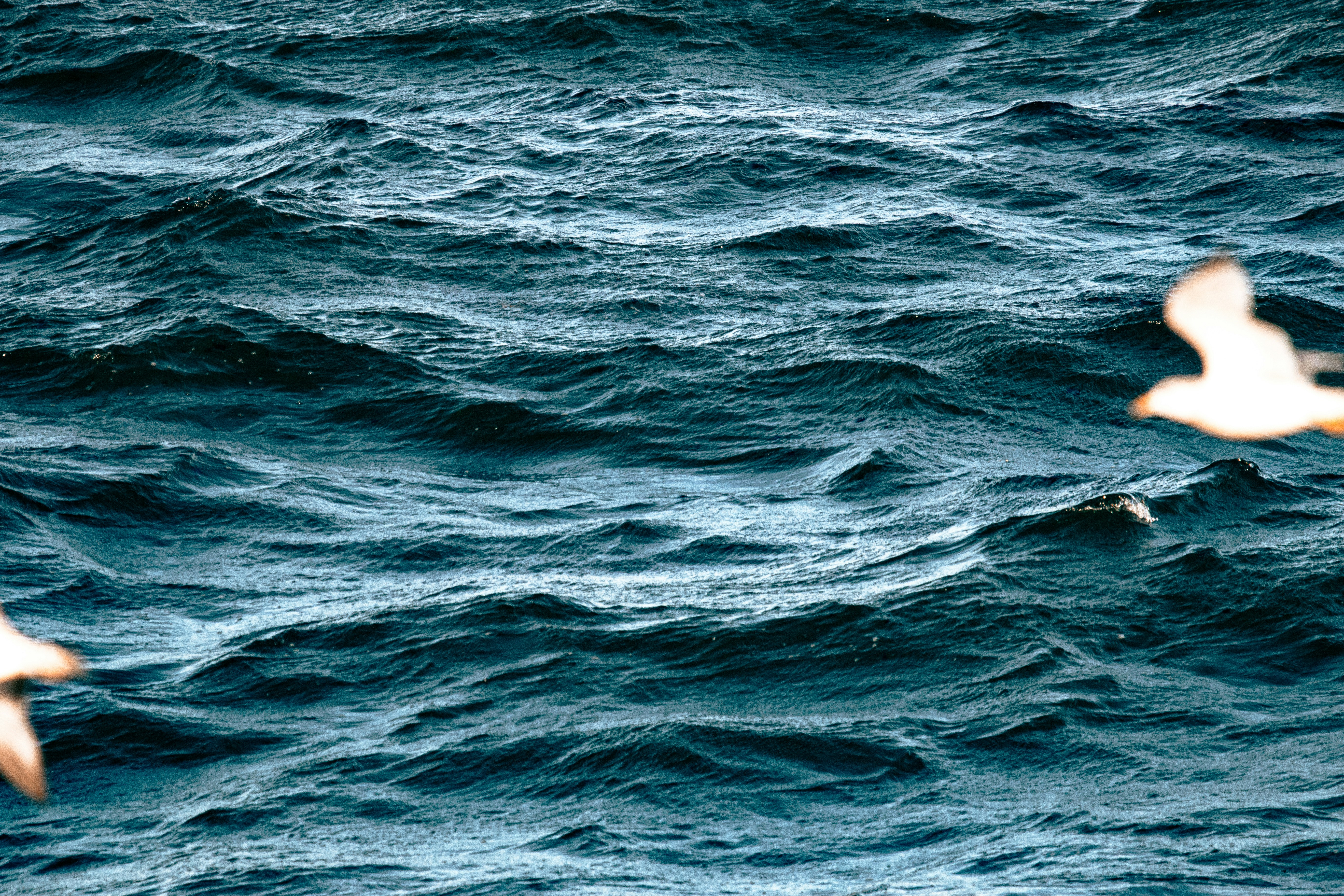 Seagulls flying over choppy blue ocean waves