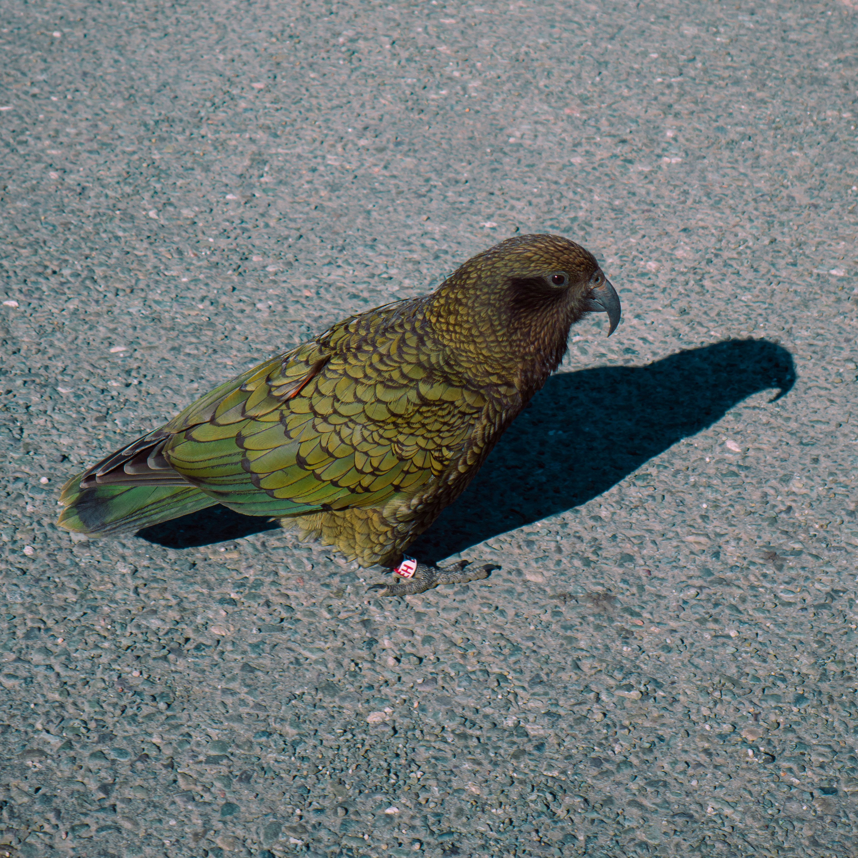 A kea perched on a textured asphalt surface, casting a distinct shadow. The bird's vibrant plumage contrasts with the muted background.