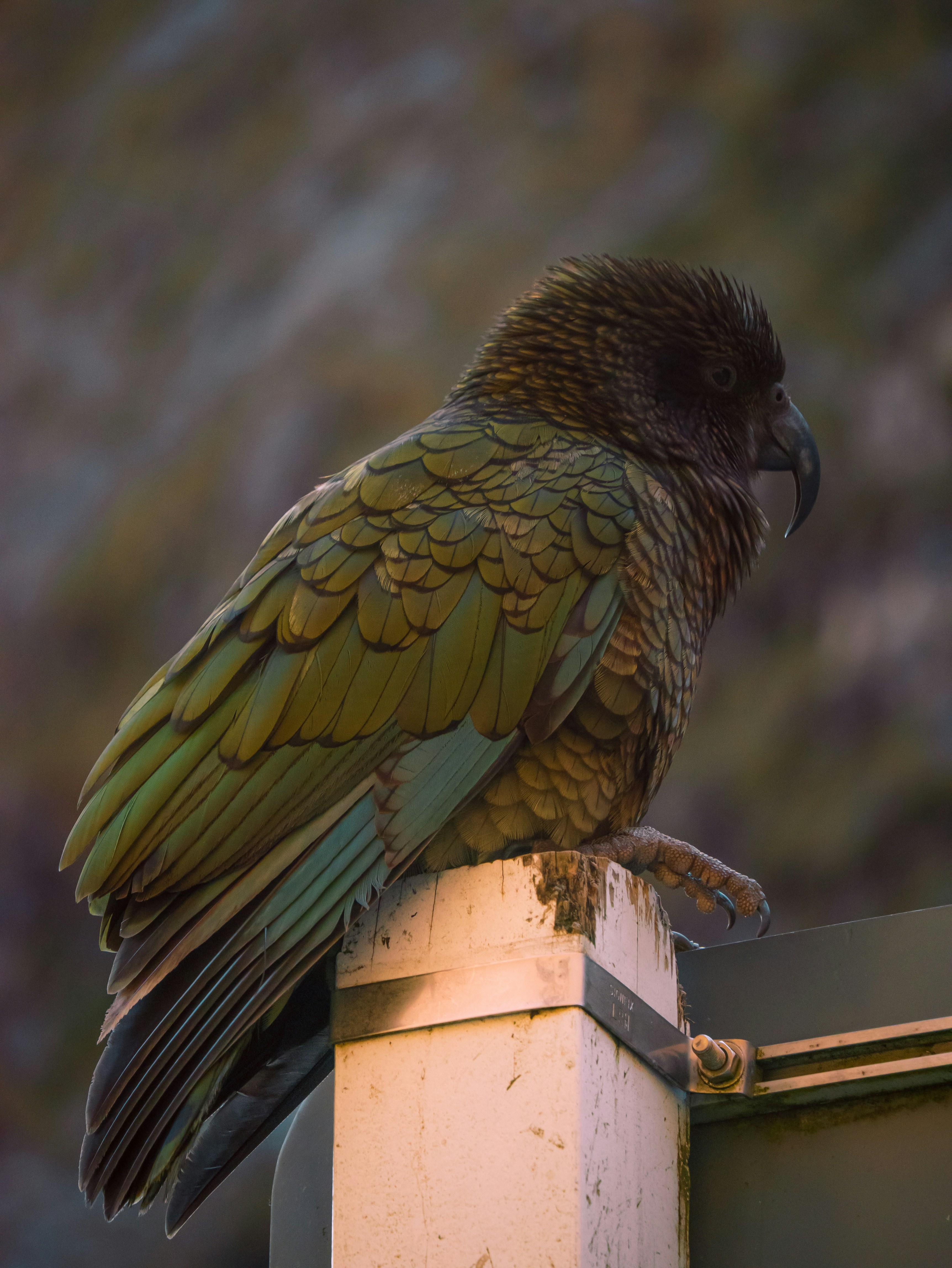Kea perched on a signpost, showcasing its vibrant plumage and inquisitive nature. The background hints at a rugged landscape.