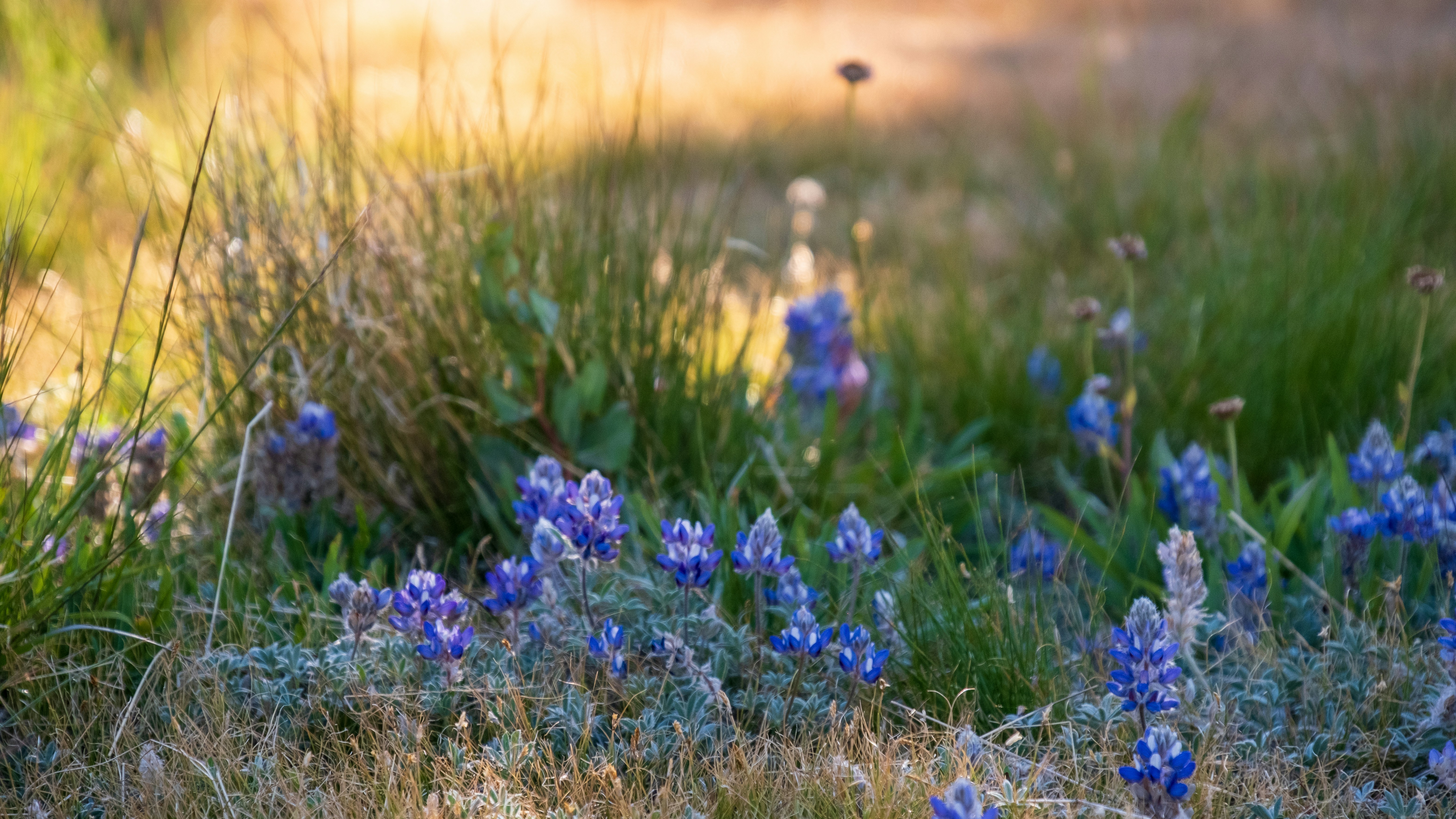 Purple lupins at 3000m | Bluebonnets blooming in a sunlit grassy field