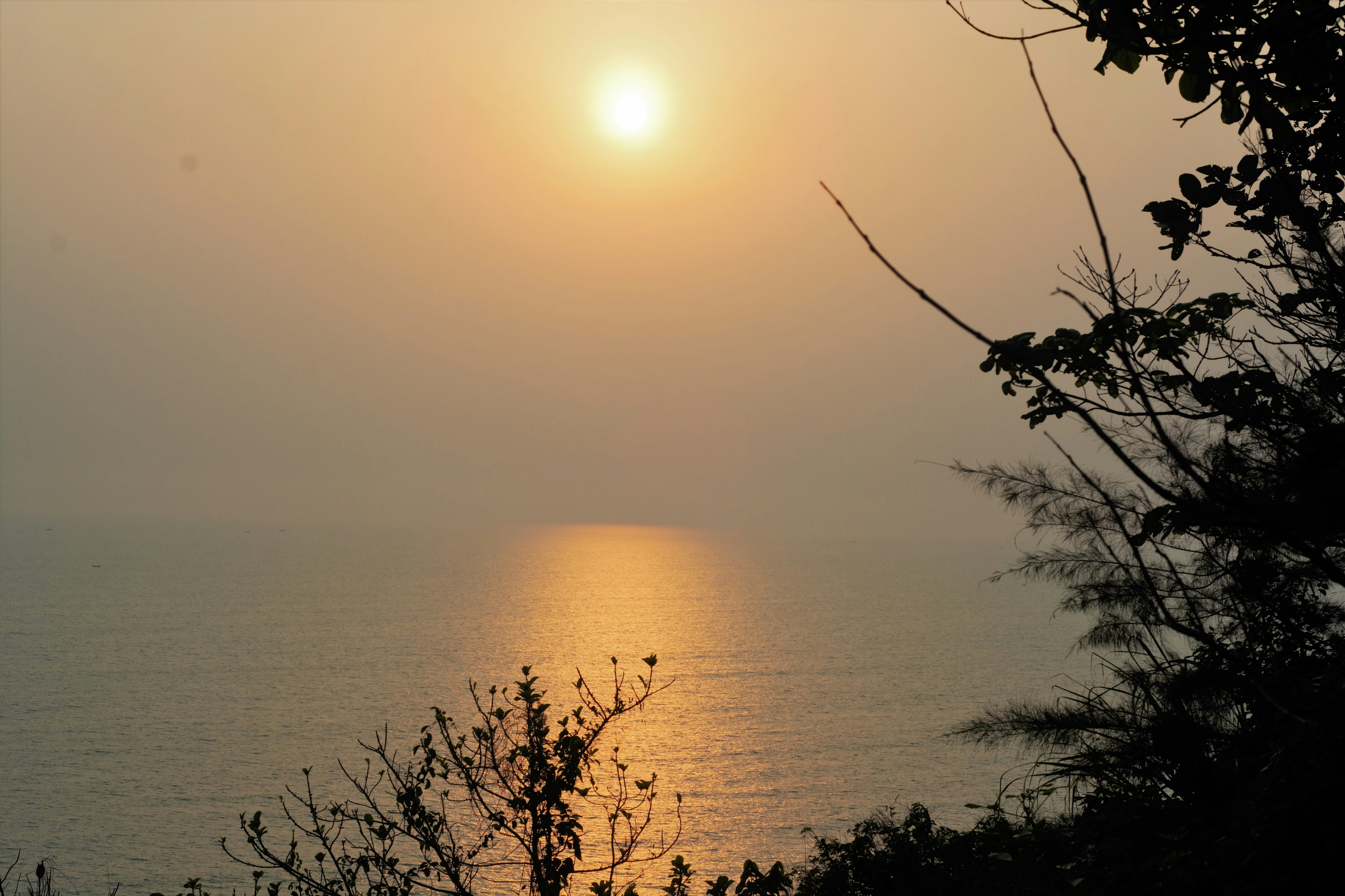 Sunset over the ocean with tree branches in foreground