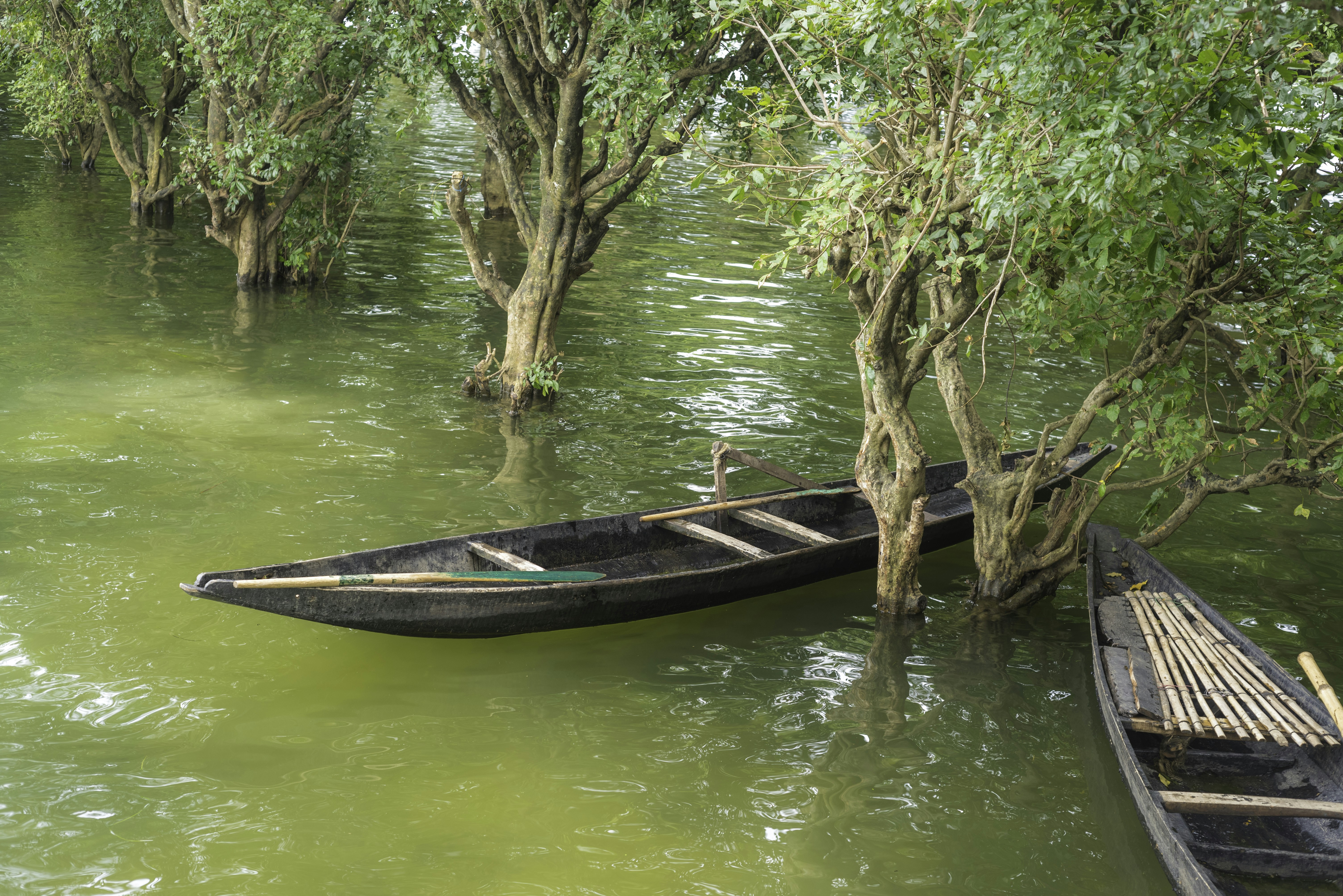 Two wooden boats float among submerged trees.