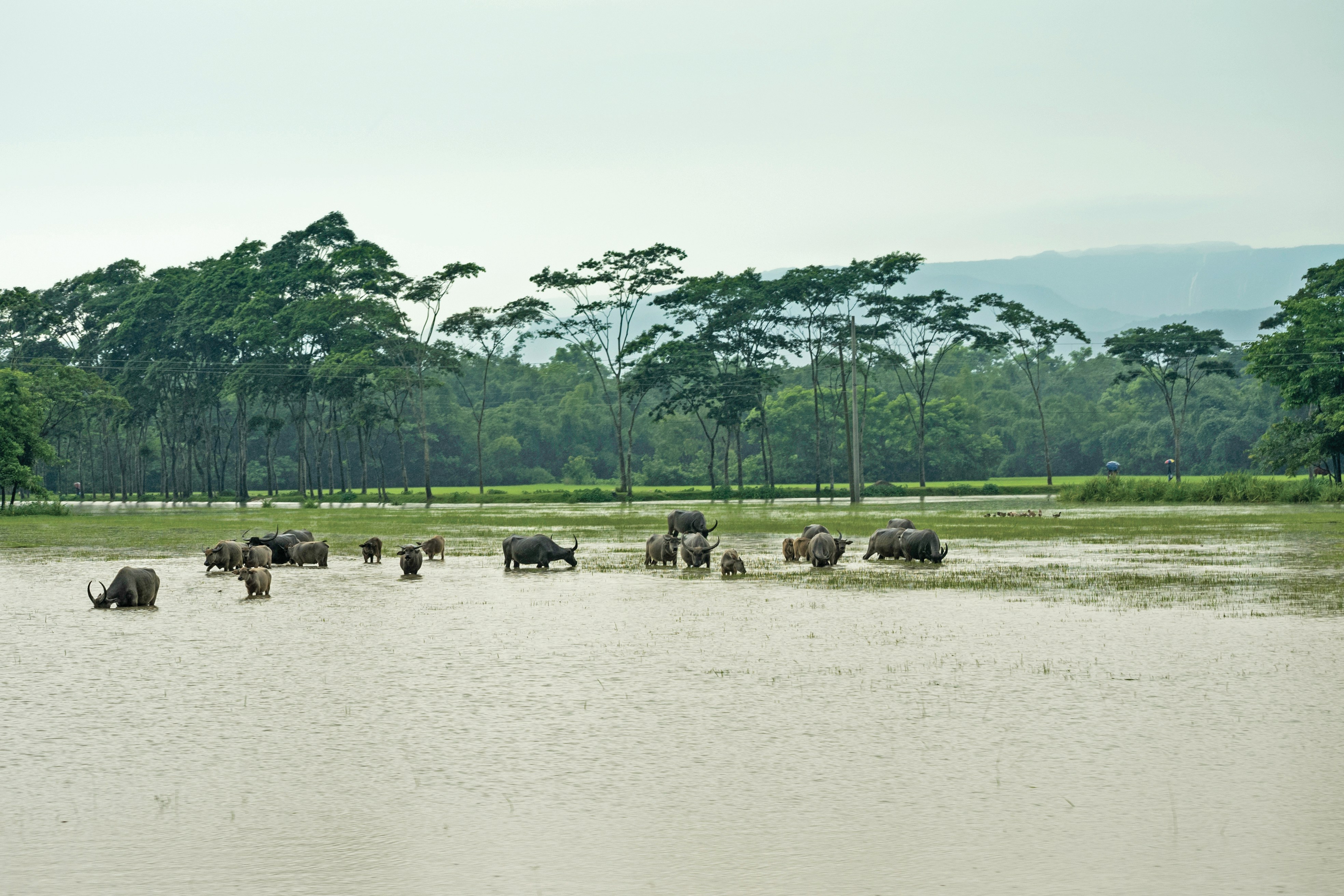 Water buffalo herd wading in a shallow flooded field.