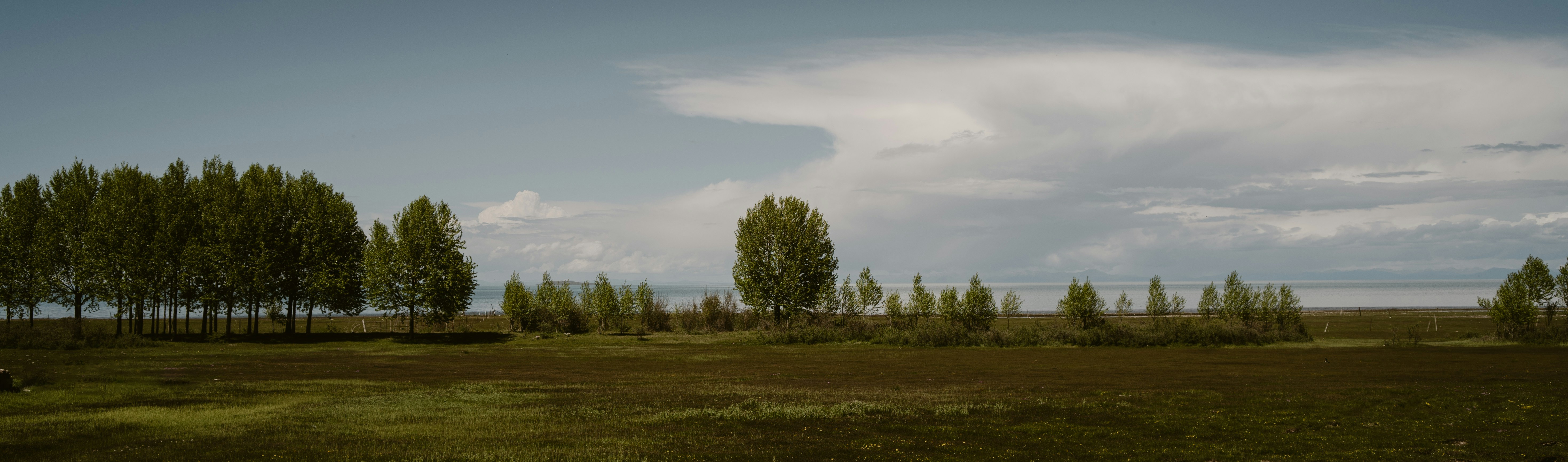 Trees by the lake | Trees and fields under a cloudy sky
