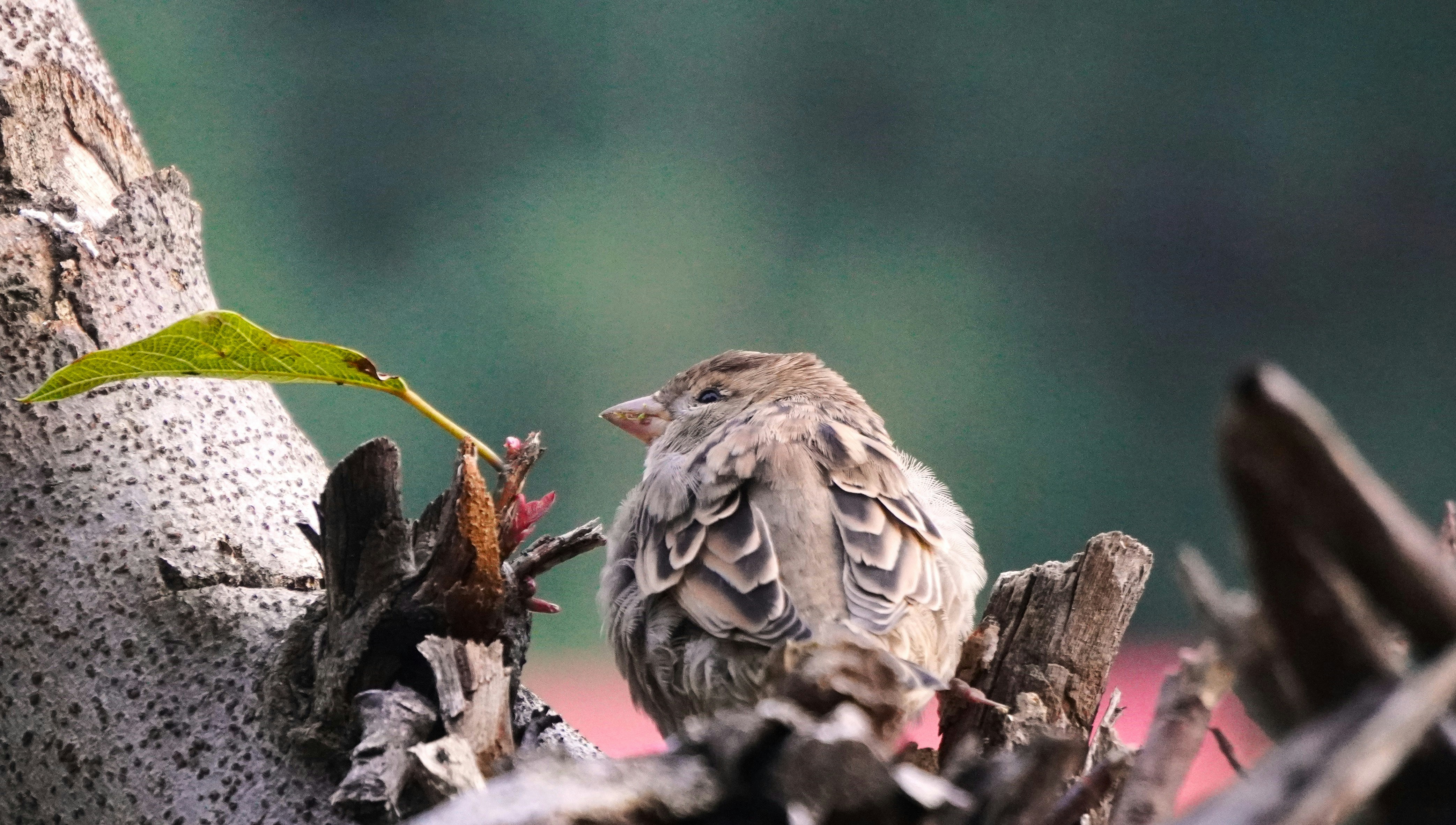 A small bird nestled among the branches, showcasing intricate feather details and a vibrant green leaf nearby.