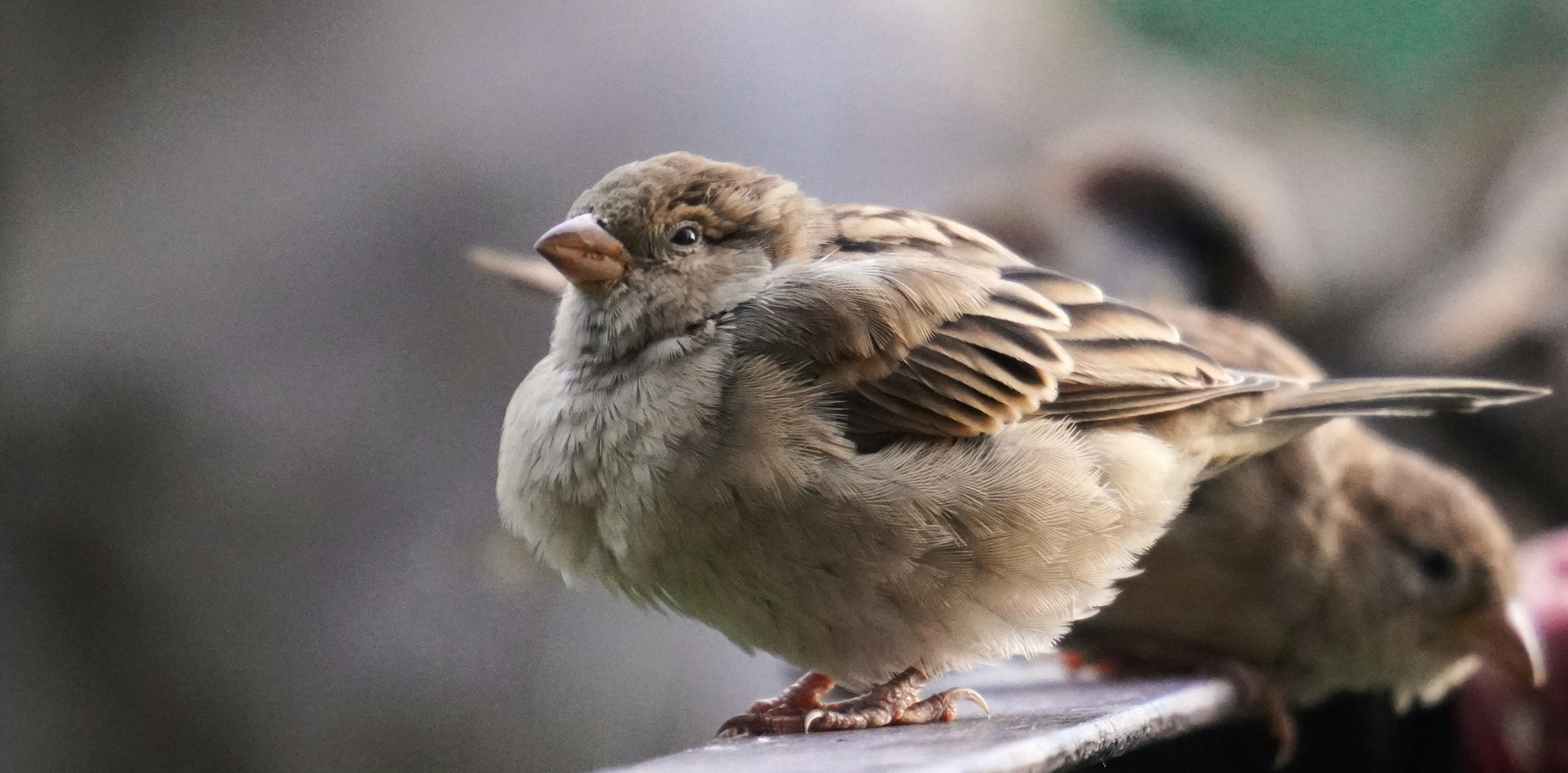 Two sparrows perched on a railing outdoors