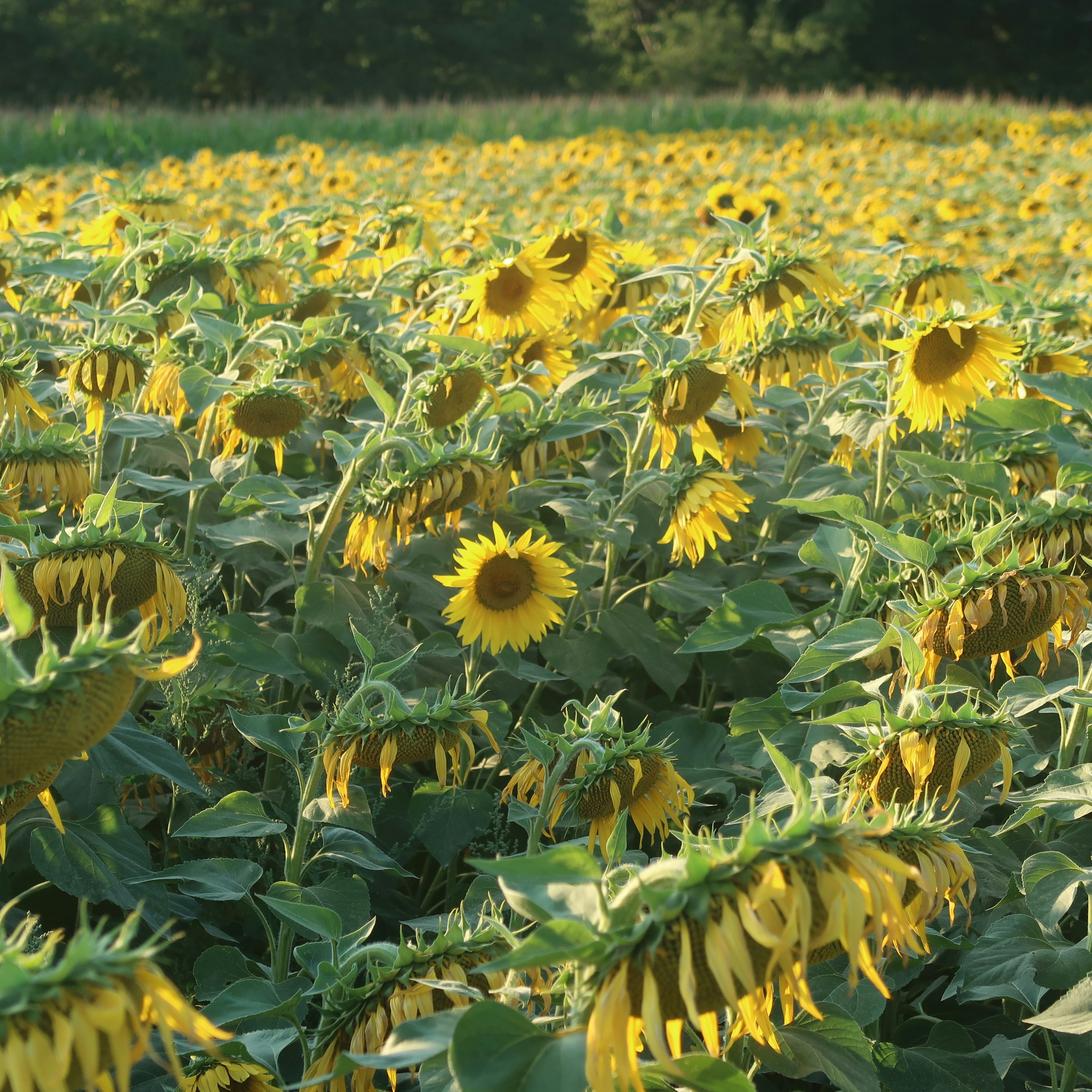 Field of sunflowers under a sunny sky