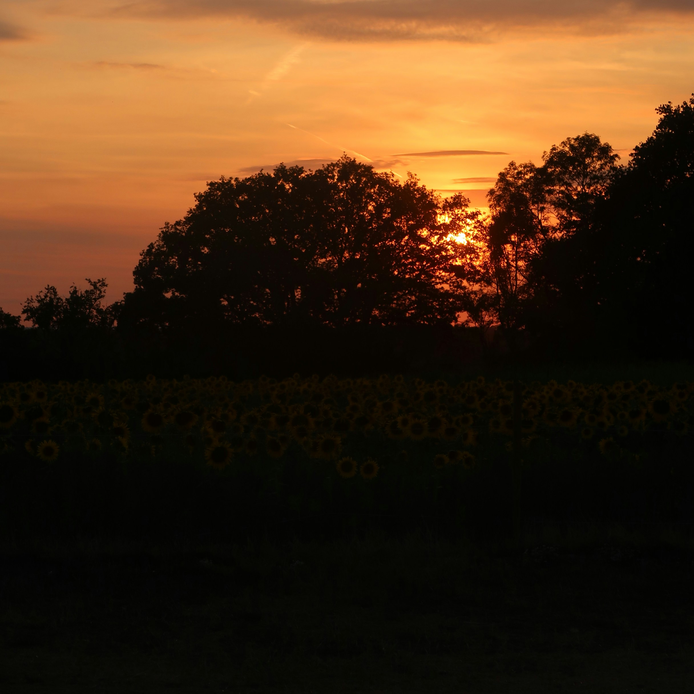 Golden Horizon: A Sunflower's Farewell to the Day