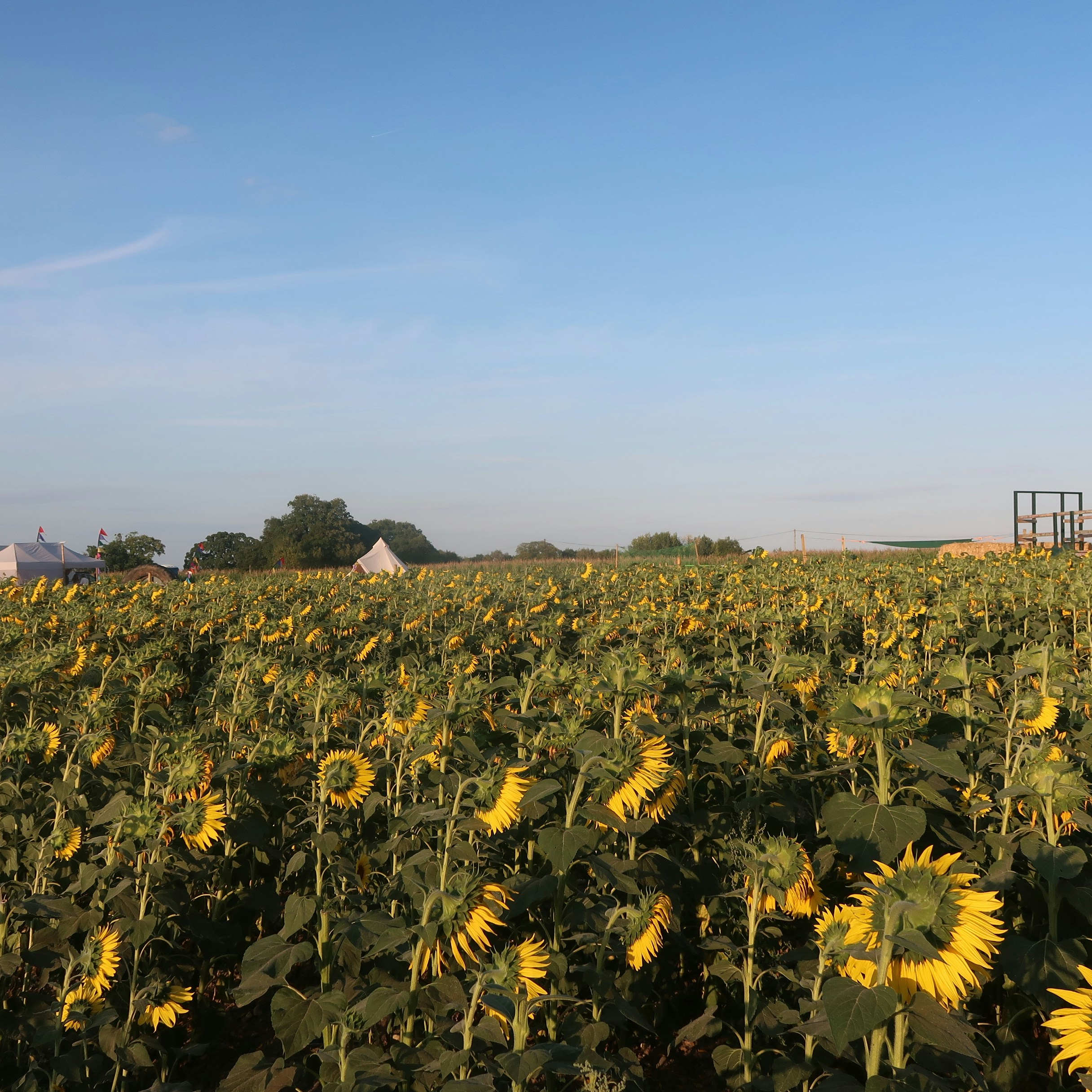 Golden Sea of Sunflowers Under a Pale Sky