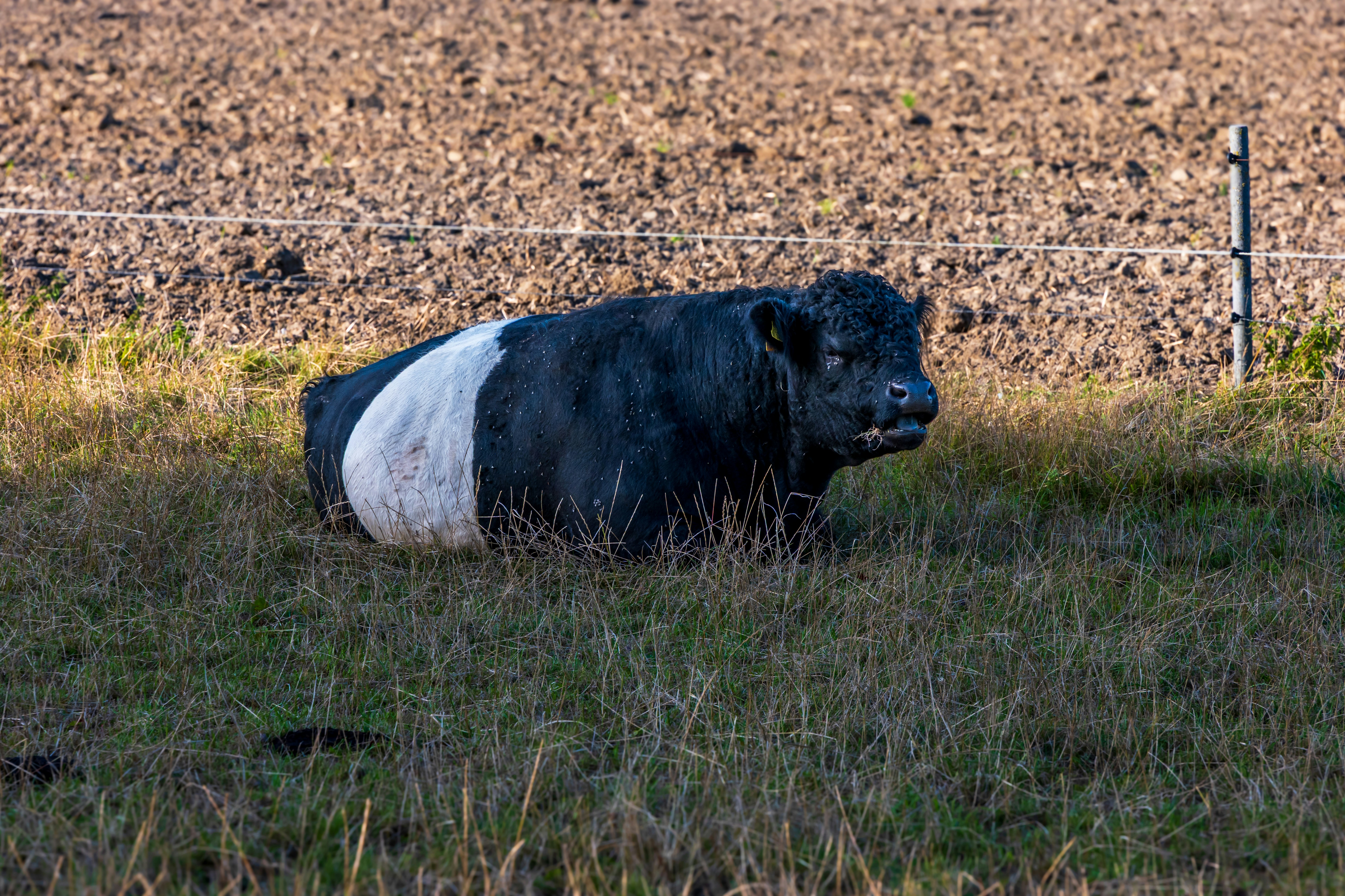 Serene Moments of Farm Life