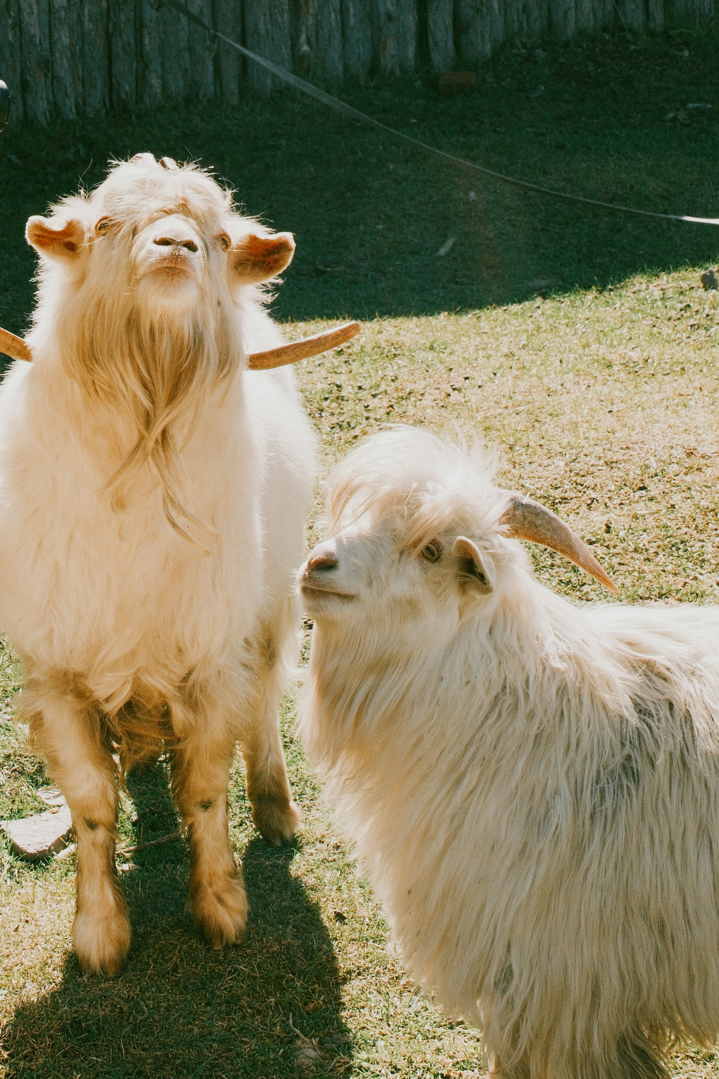 Two fluffy goats with striking fur textures gaze curiously, embodying the charm of rural life. Their playful expressions convey a sense of wonder.