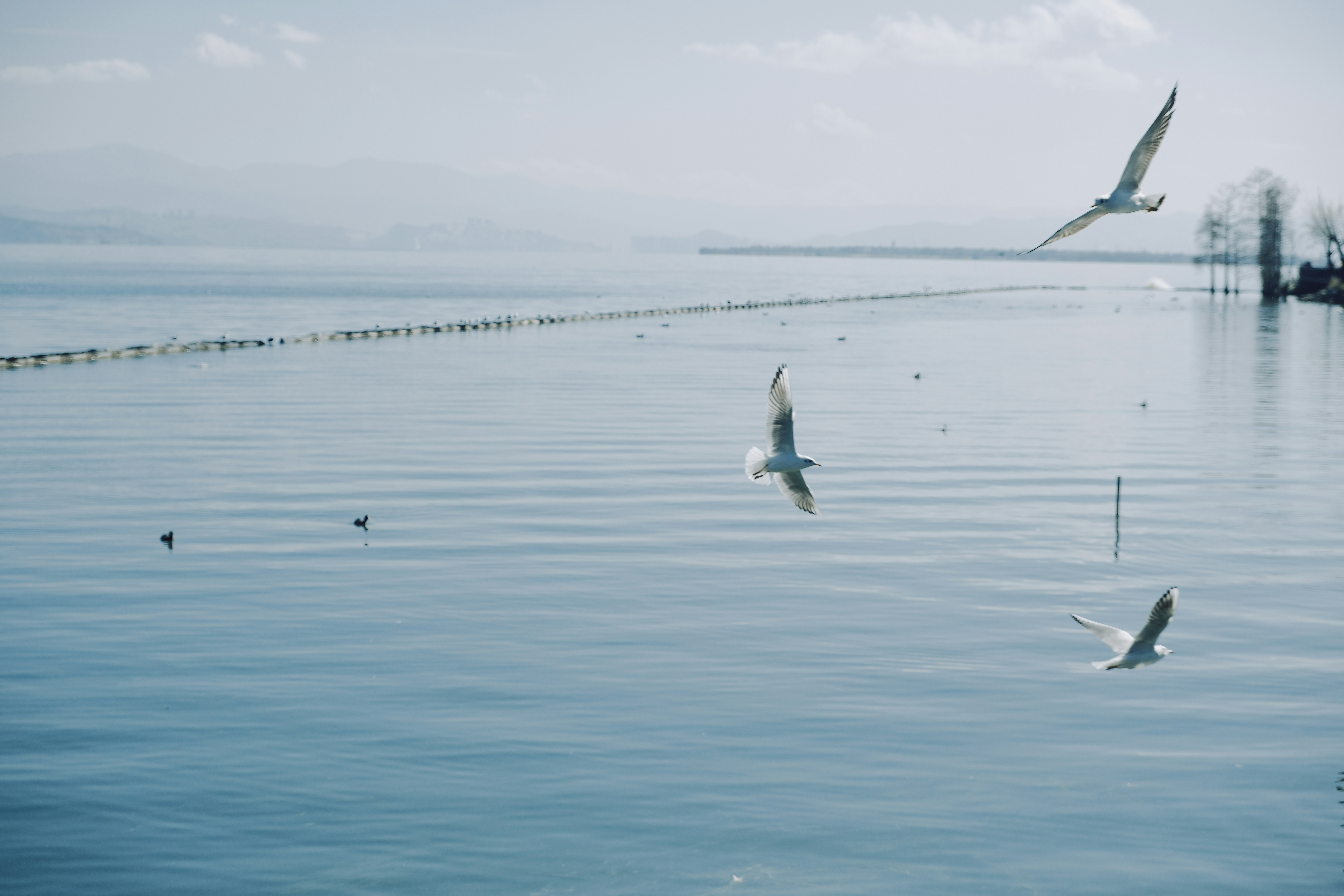 Seabirds Over a Serene Lake: A Quiet Glide Across Blue Glass