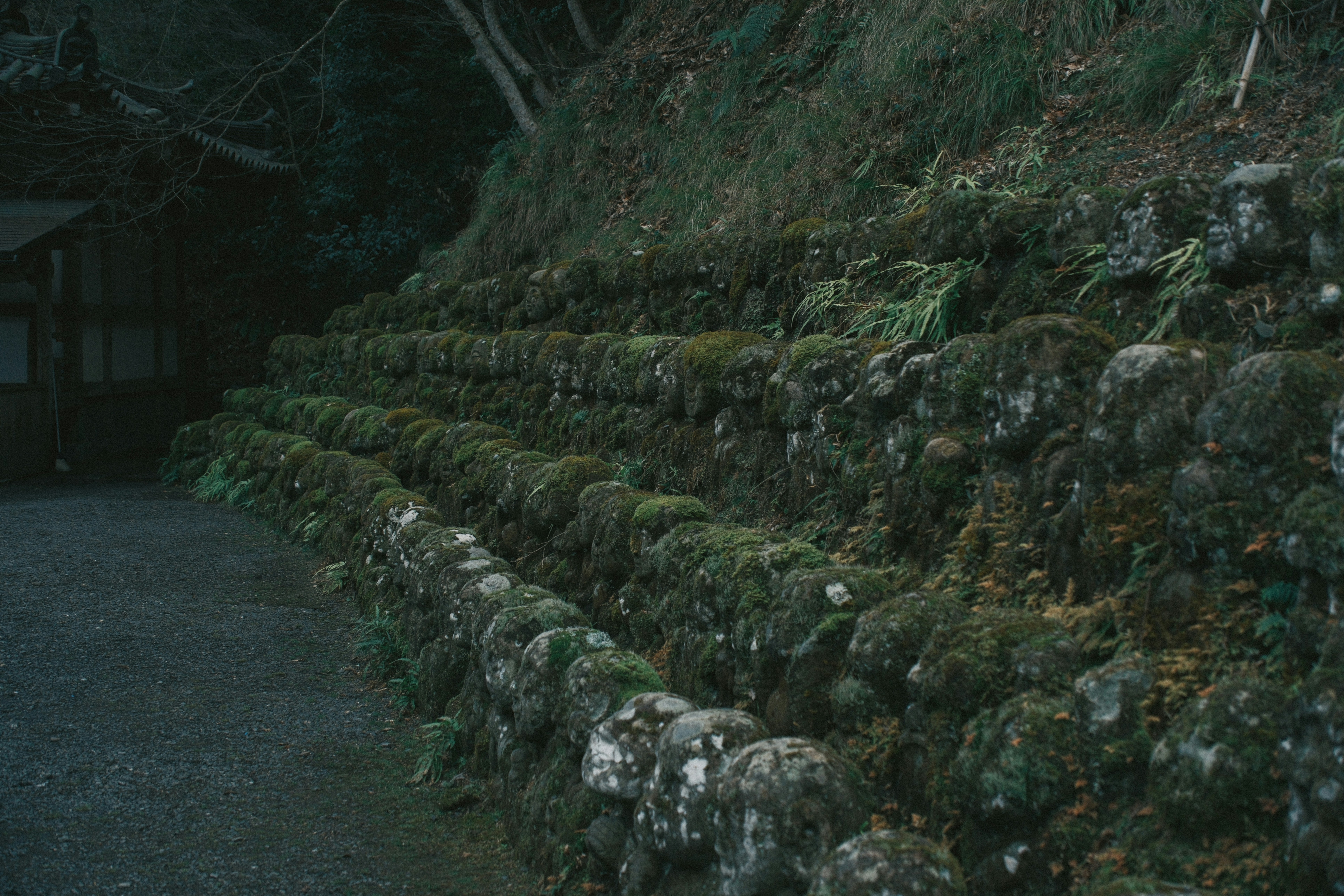 Whispers of Nature: A Moss-Covered Pathway