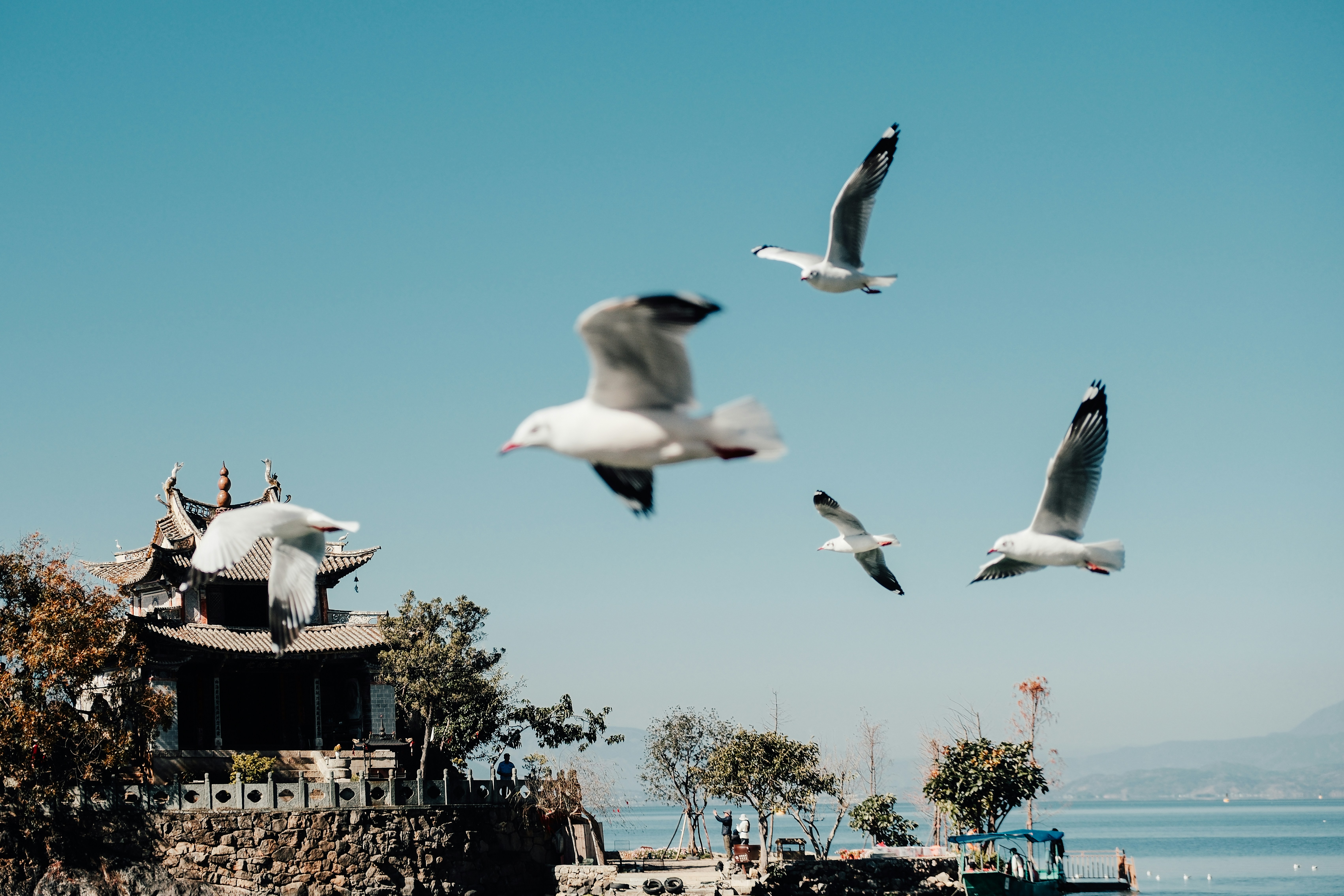 Seagulls Over the Temple: A Coastal Moment