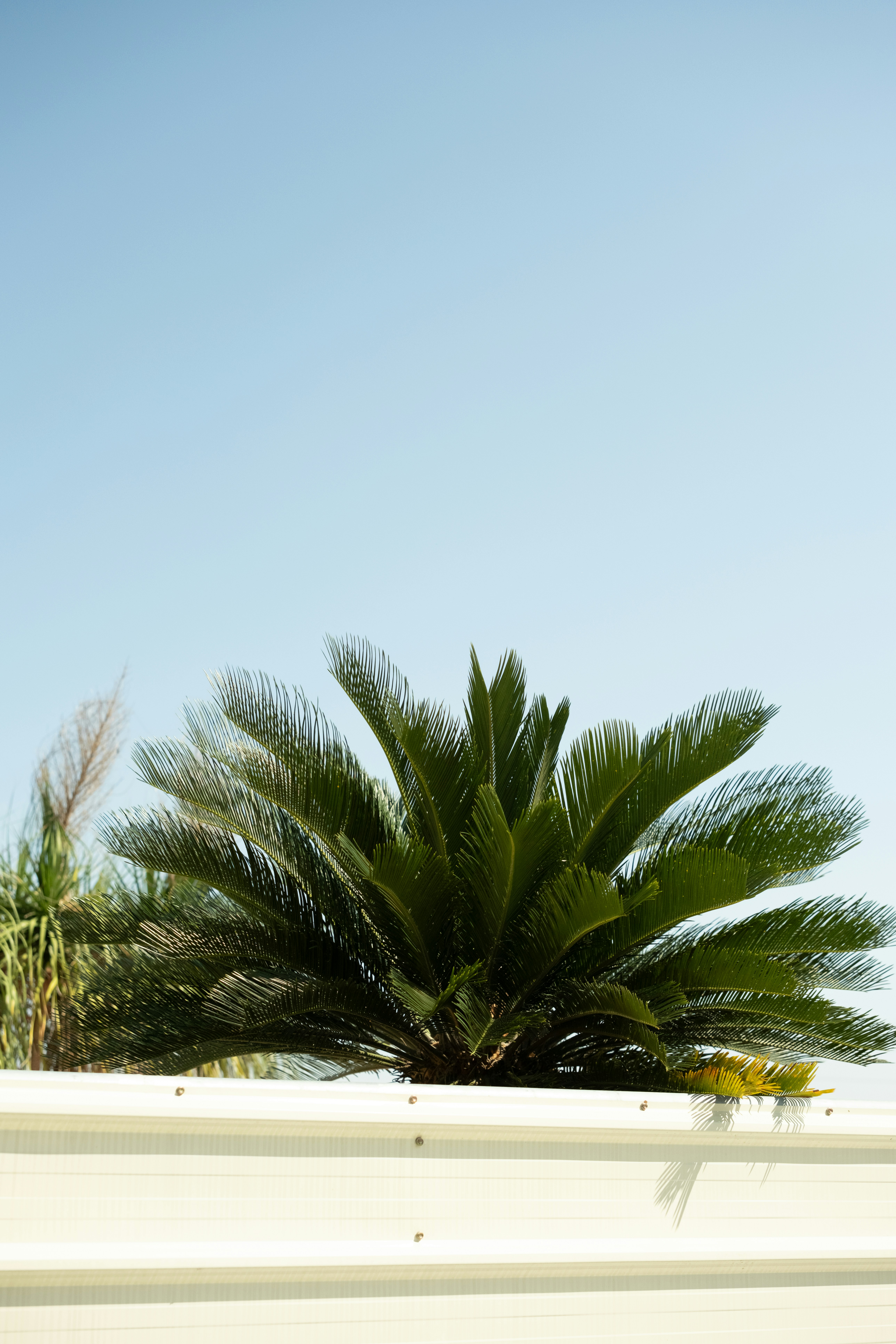 Vibrant palm fronds reaching skyward against a clear blue backdrop, evoking a sense of tranquility and tropical allure.