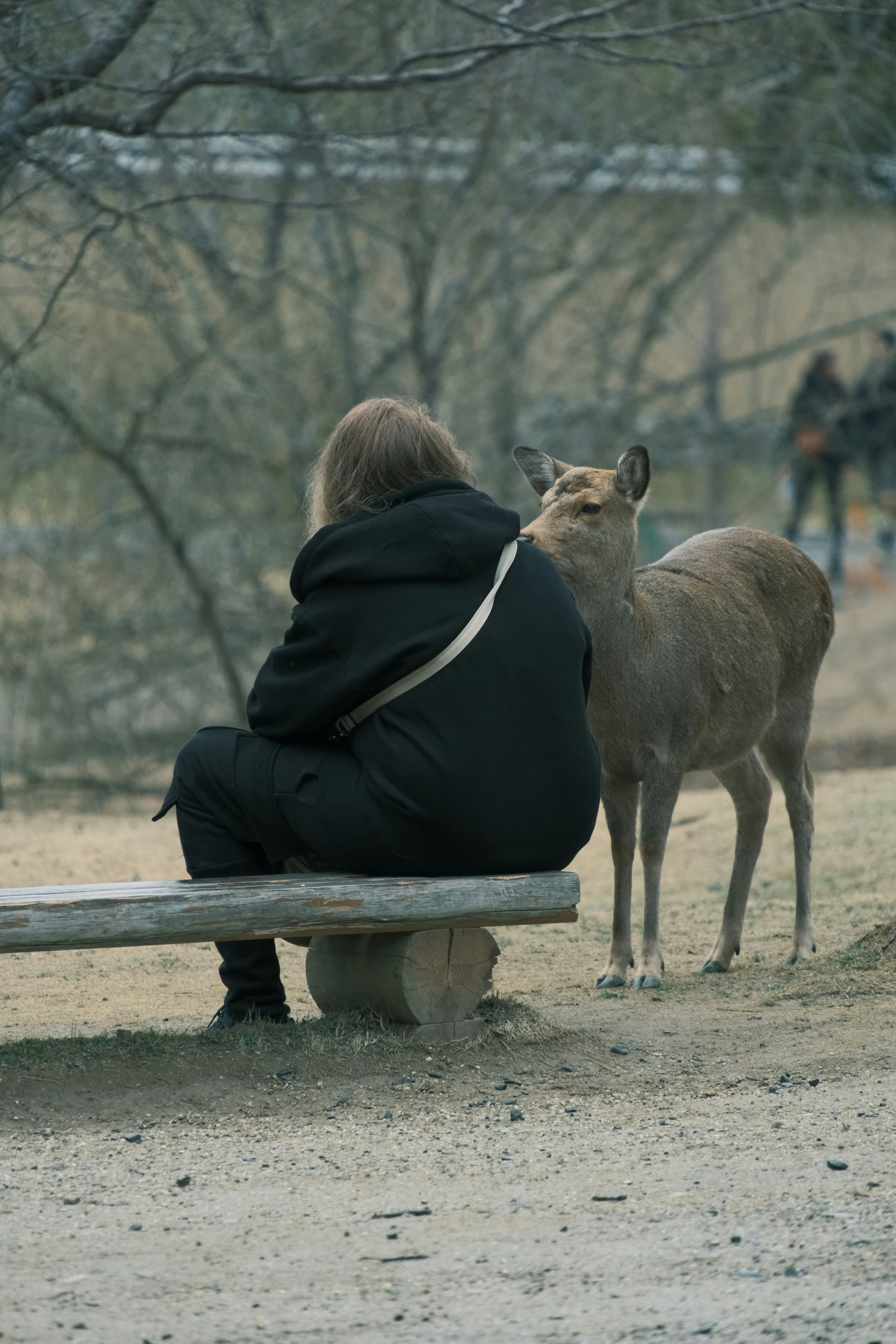 A Quiet Exchange: Bench, Woman, and a Curious Deer in the Park