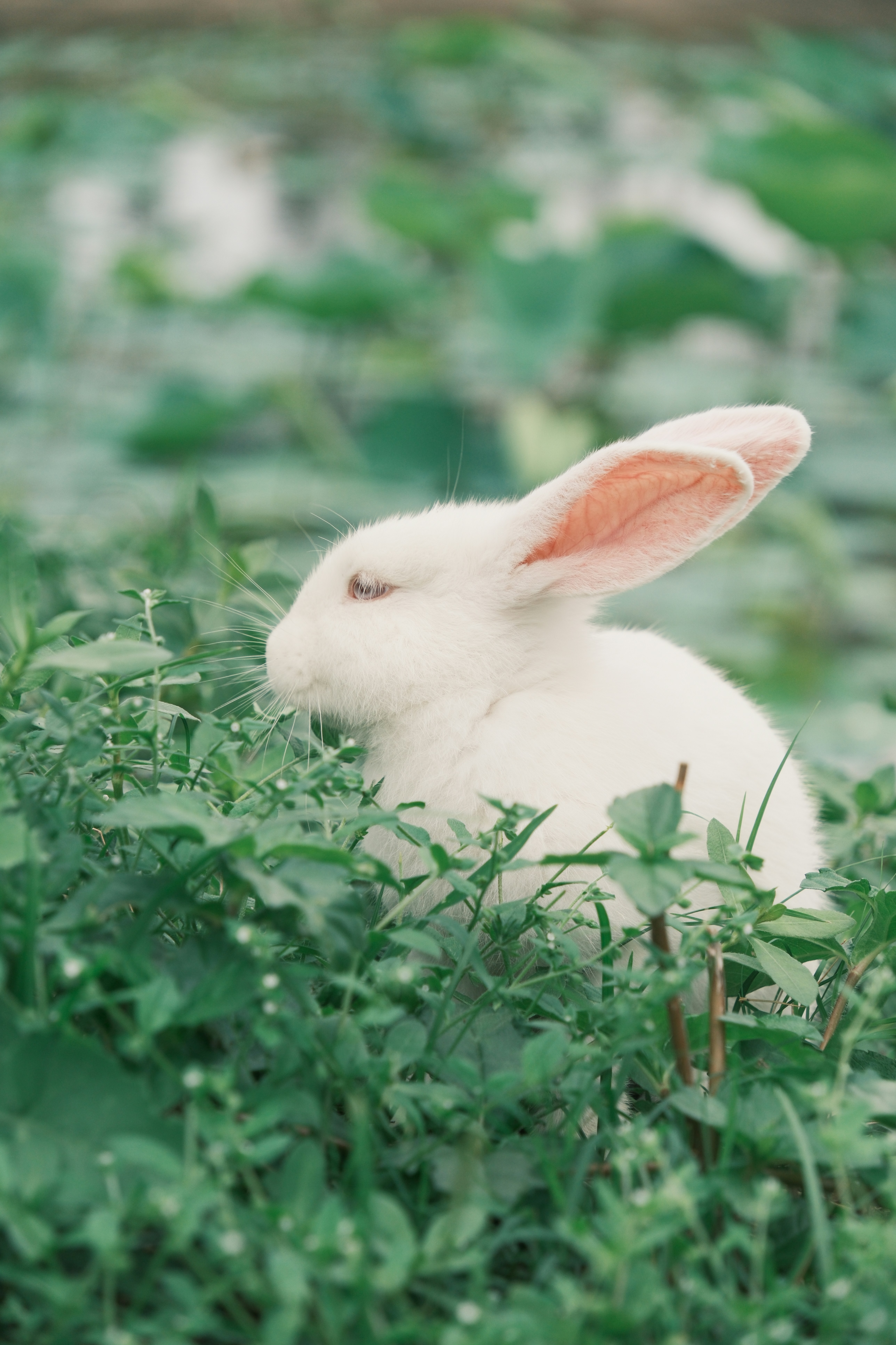 Whispers of the Meadow: A Rabbit's Retreat