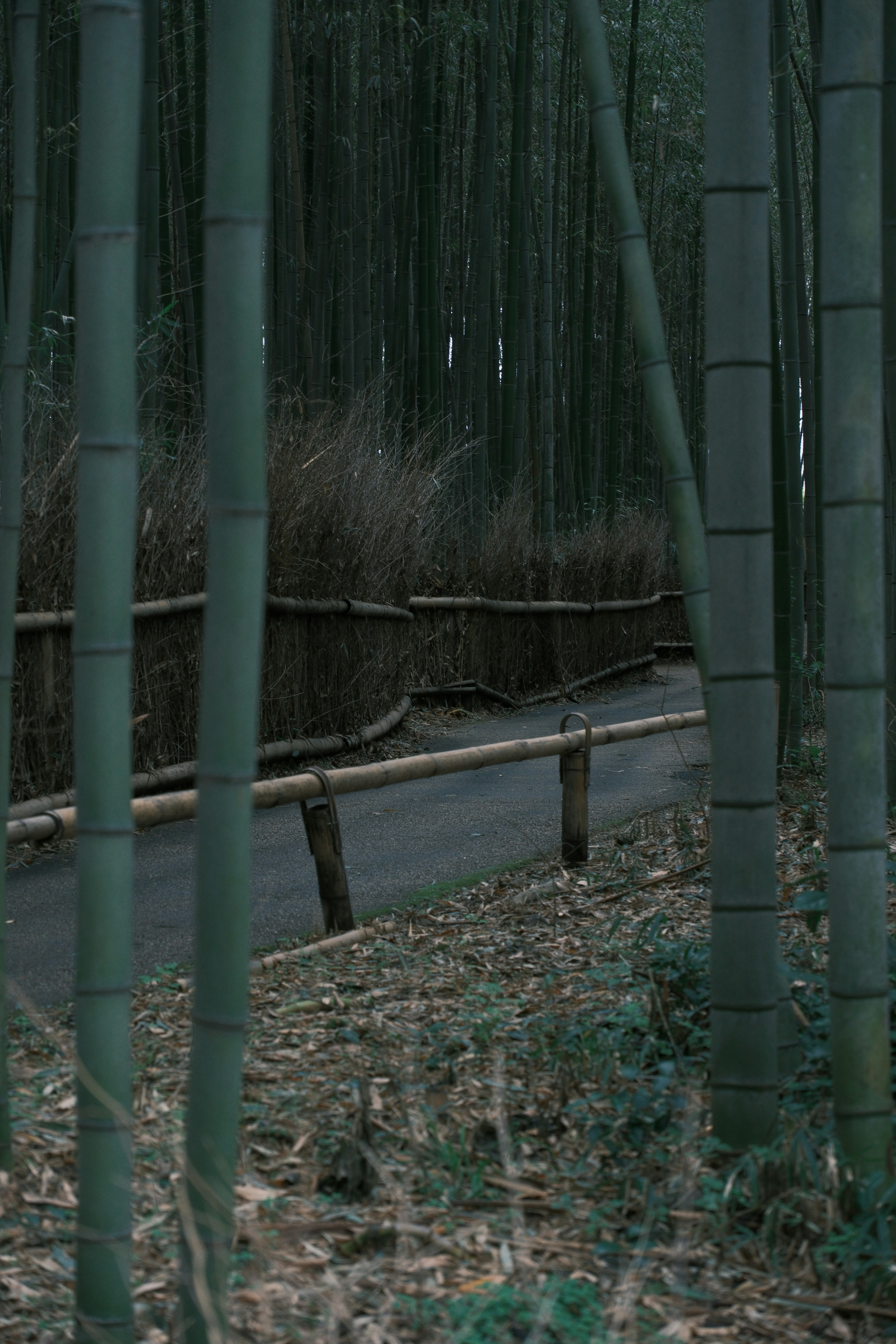 Whispers of the Bamboo Path