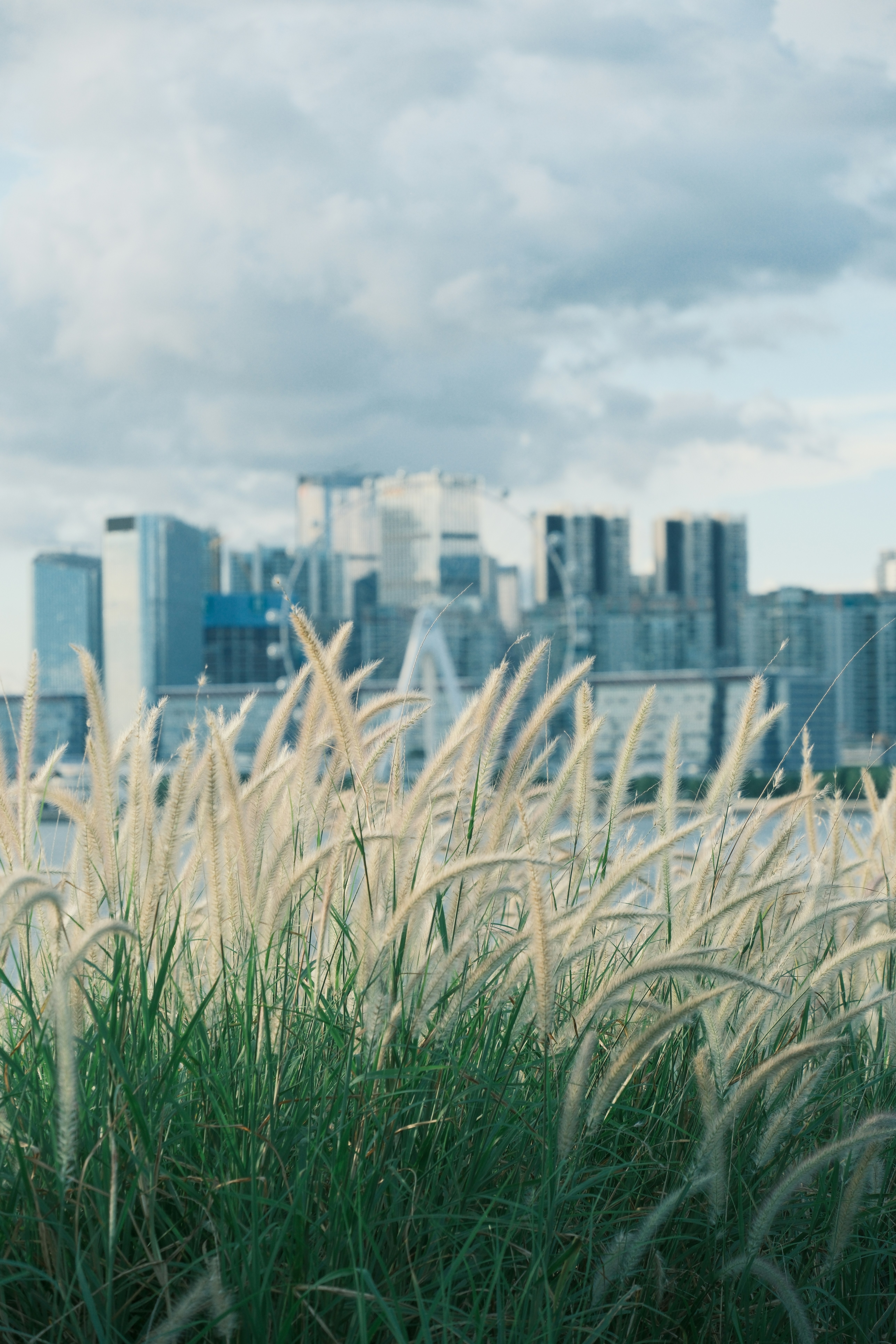 Grasses in the Foreground, Cityscape in Soft Focus