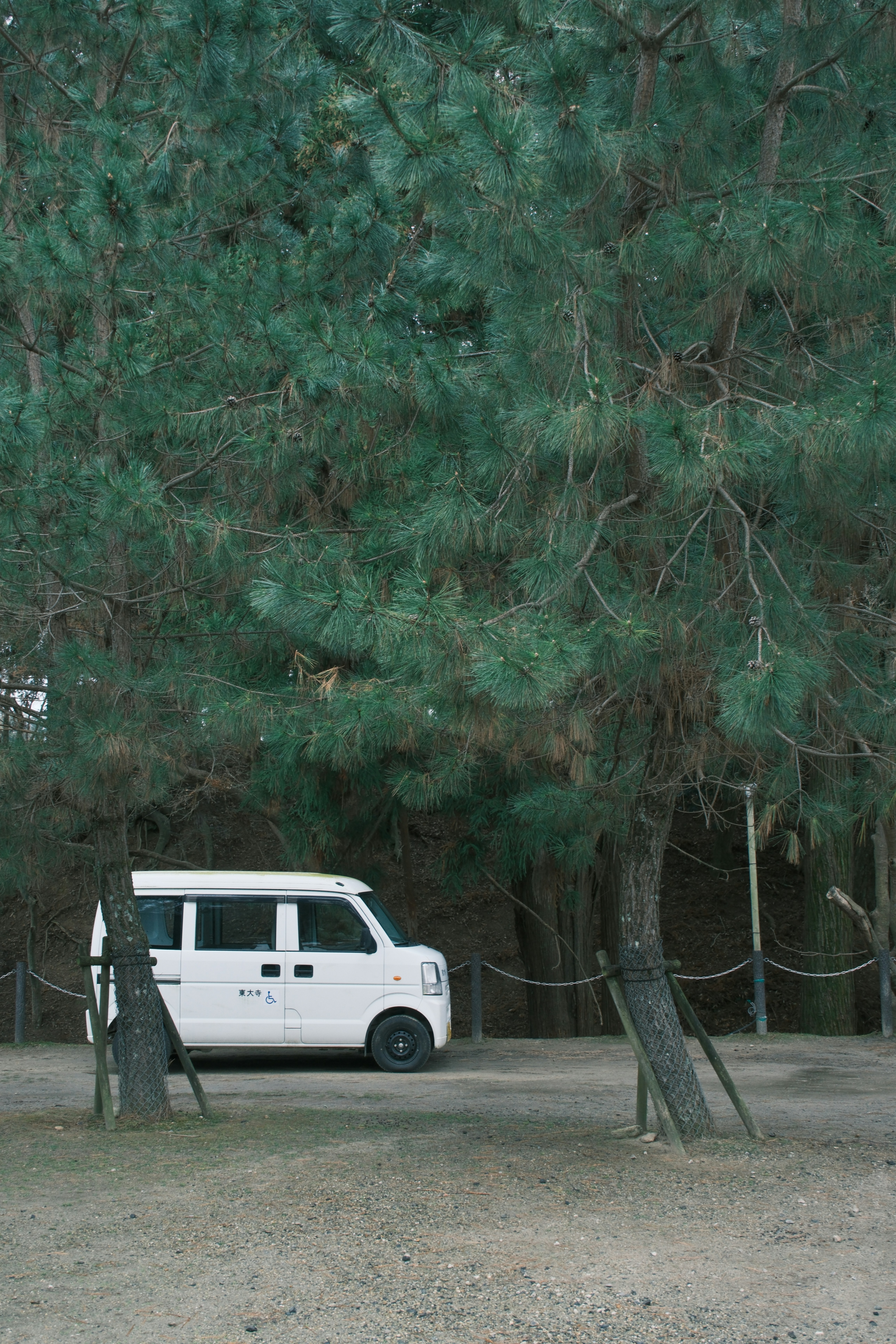 Serenity Amidst the Pines
