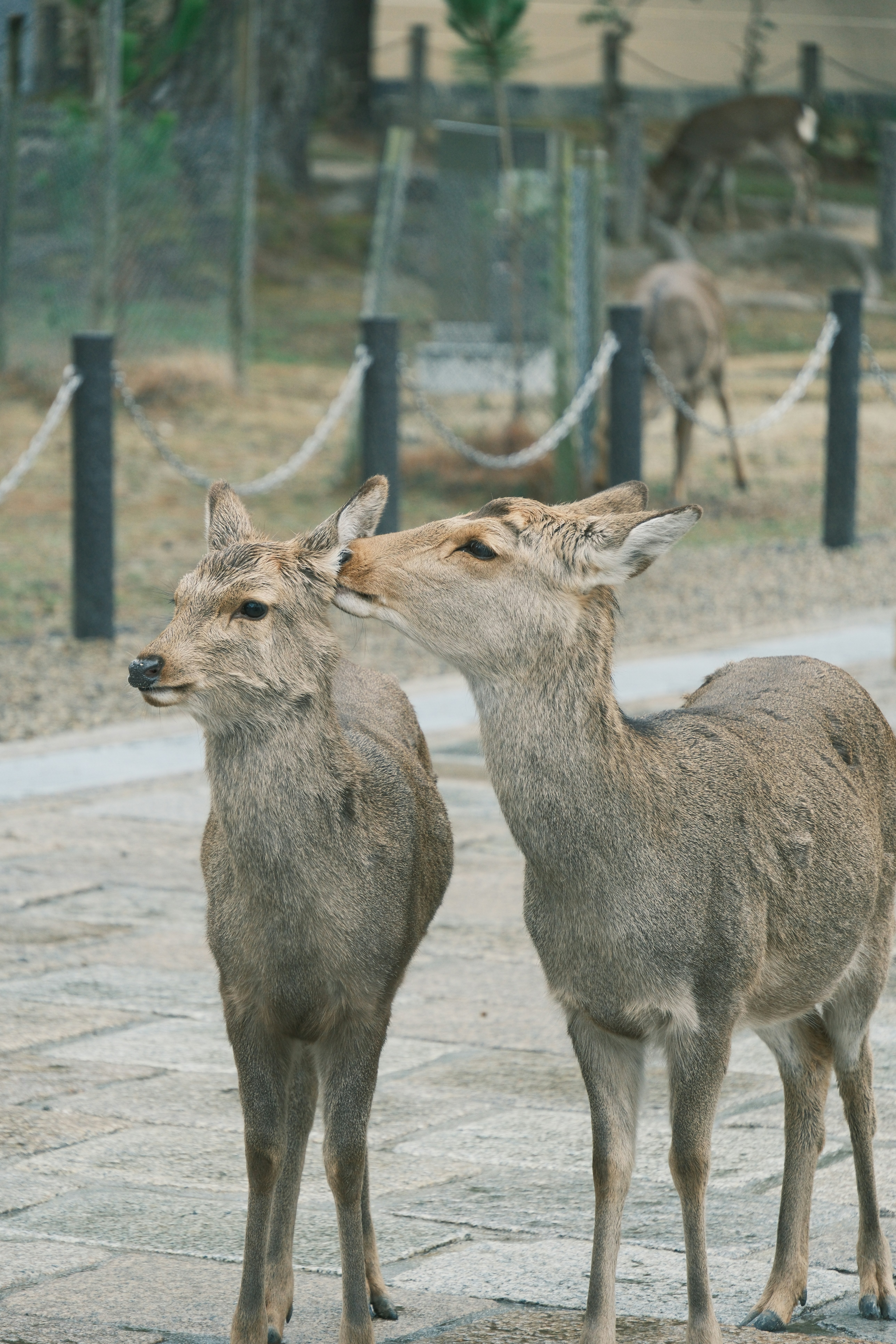 Fence-side Nuzzle: Two Deer Share a Quiet Moment on the Park Walkway
