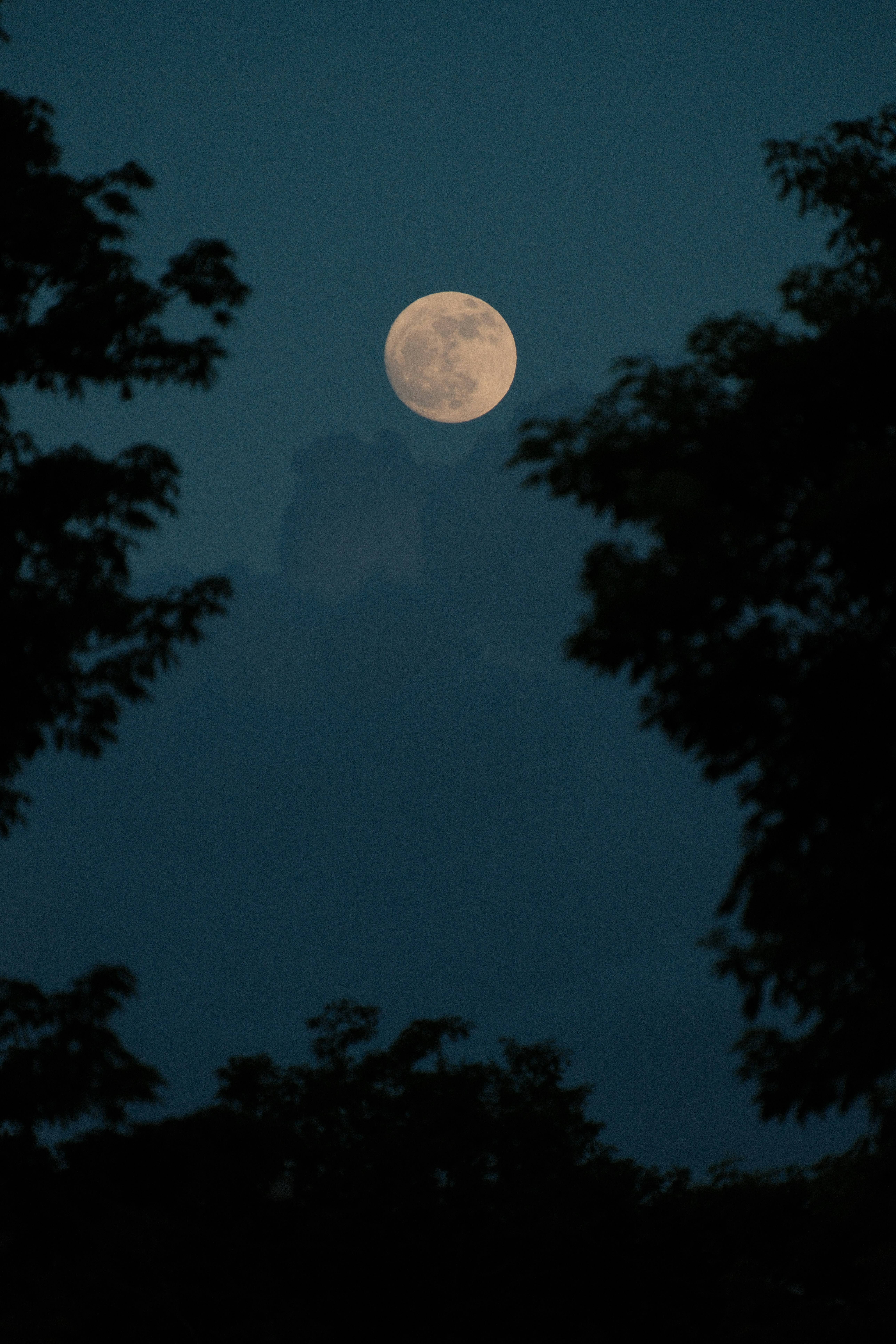 Full moon visible through dark trees at night.
