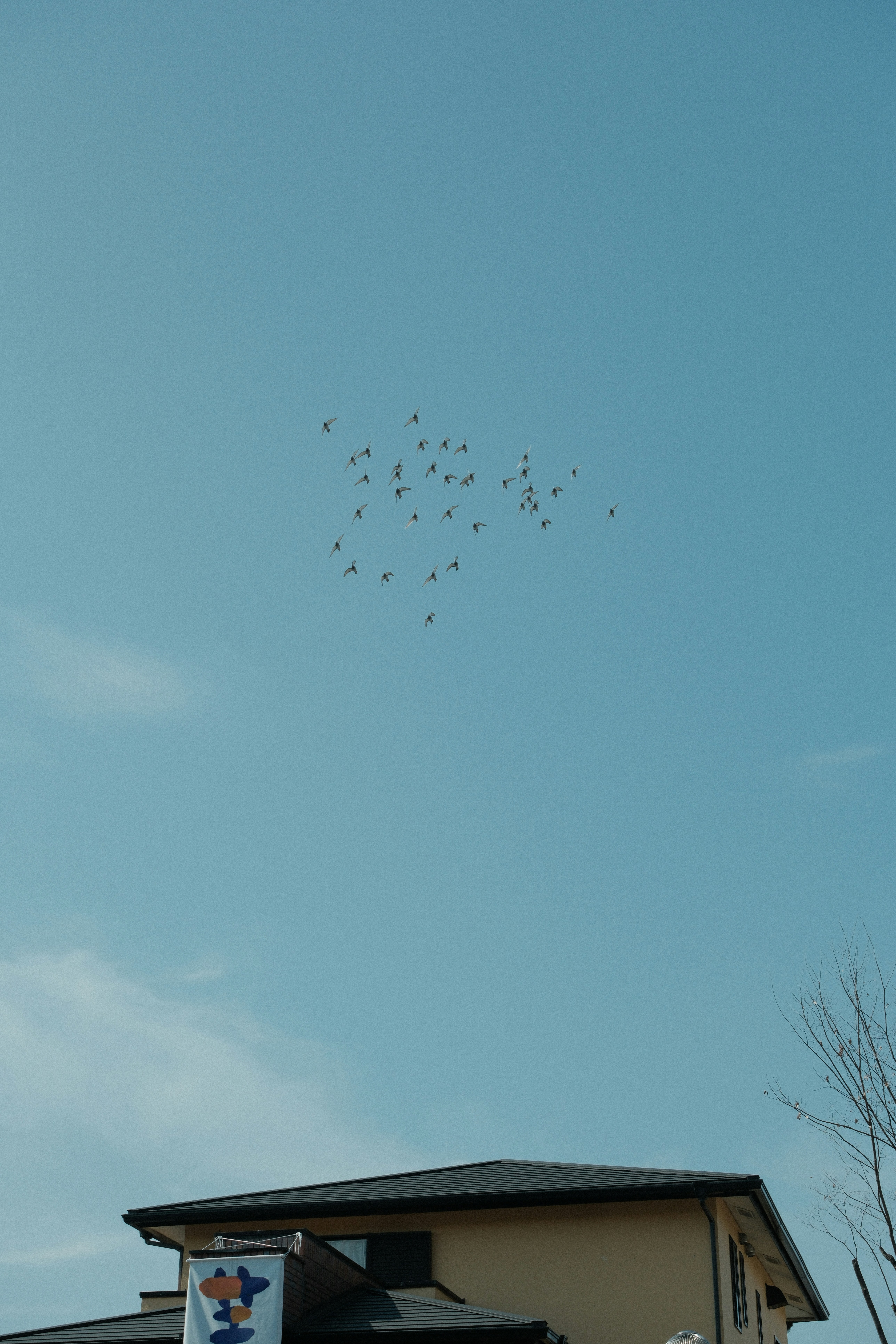 A formation of birds soaring in a clear blue sky, with a building and a decorative banner below. The scene captures a moment of nature's harmony amidst urban life.