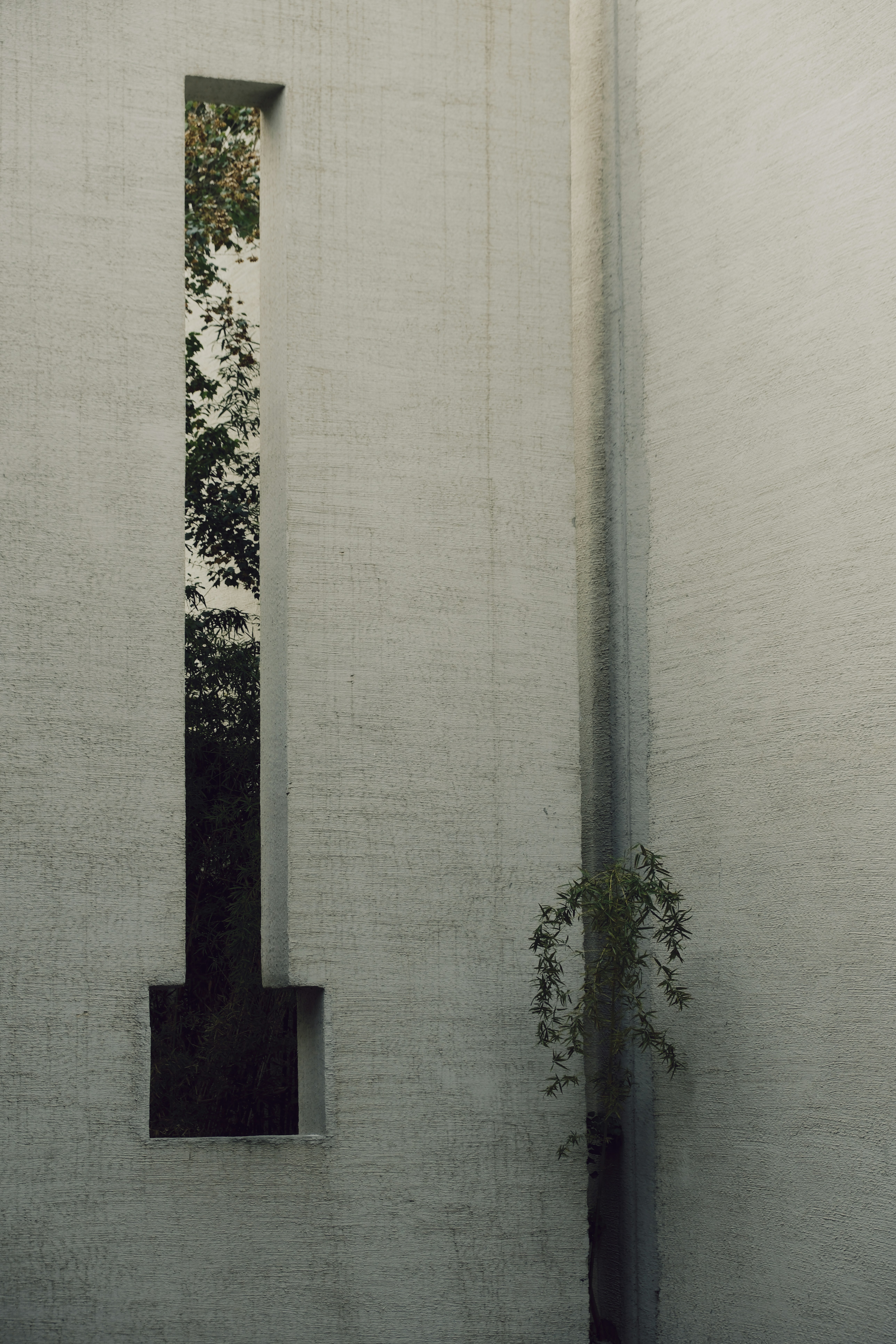 Tall vertical window reveals green foliage against white wall