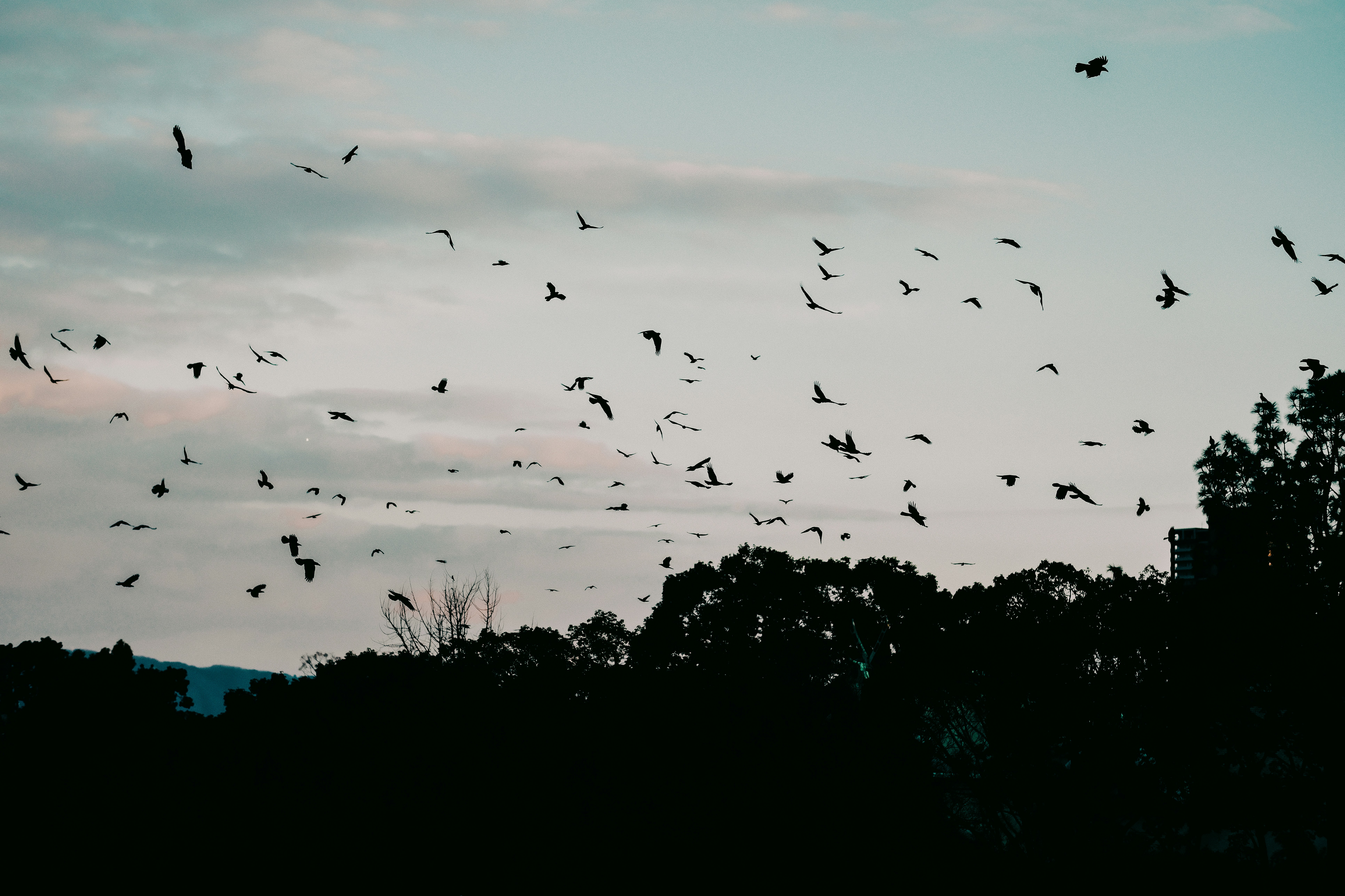 Flock of birds flying at dusk over trees