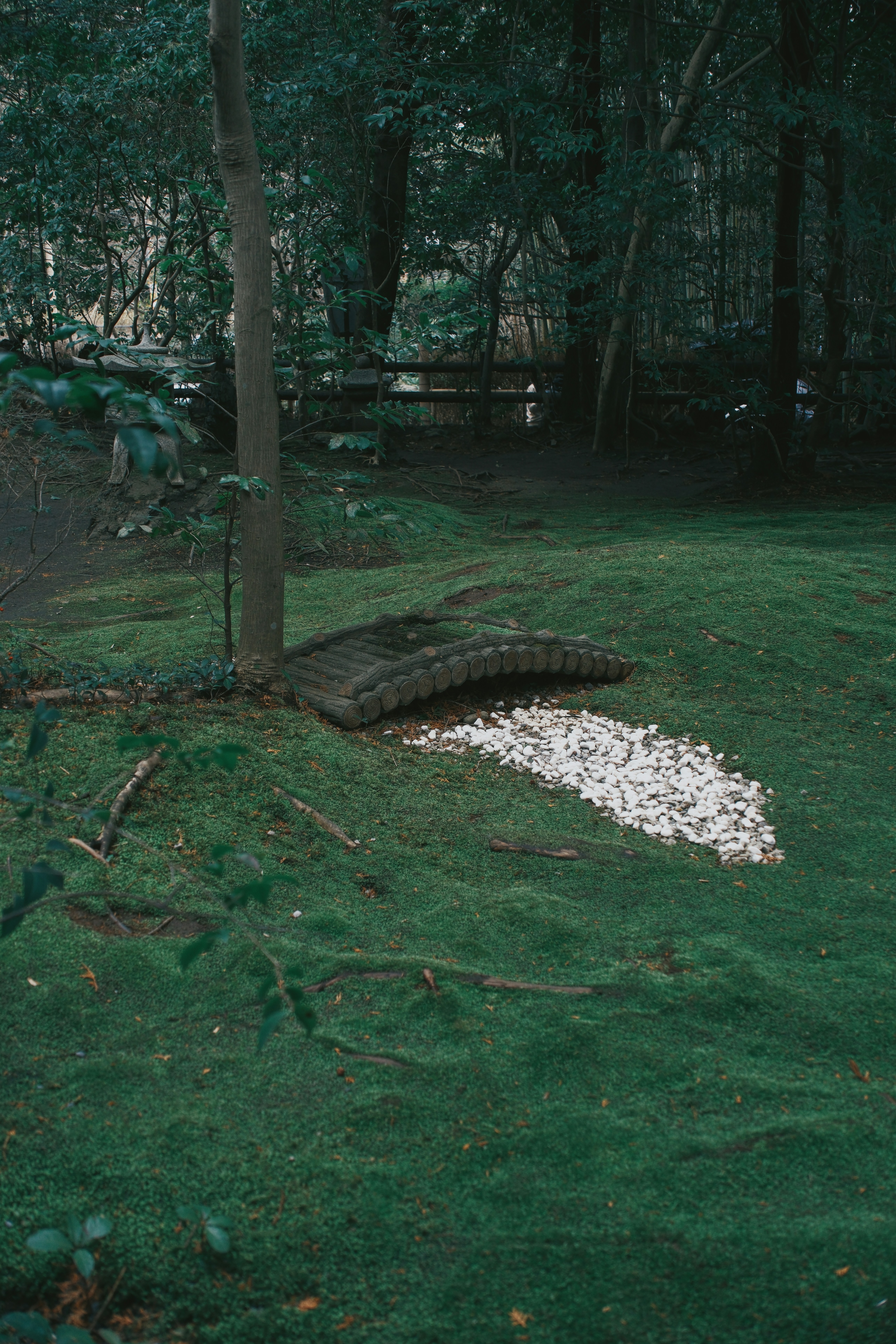 A moss-covered area featuring a weathered log and a scattering of white petals, creating a serene contrast in a forest setting.
