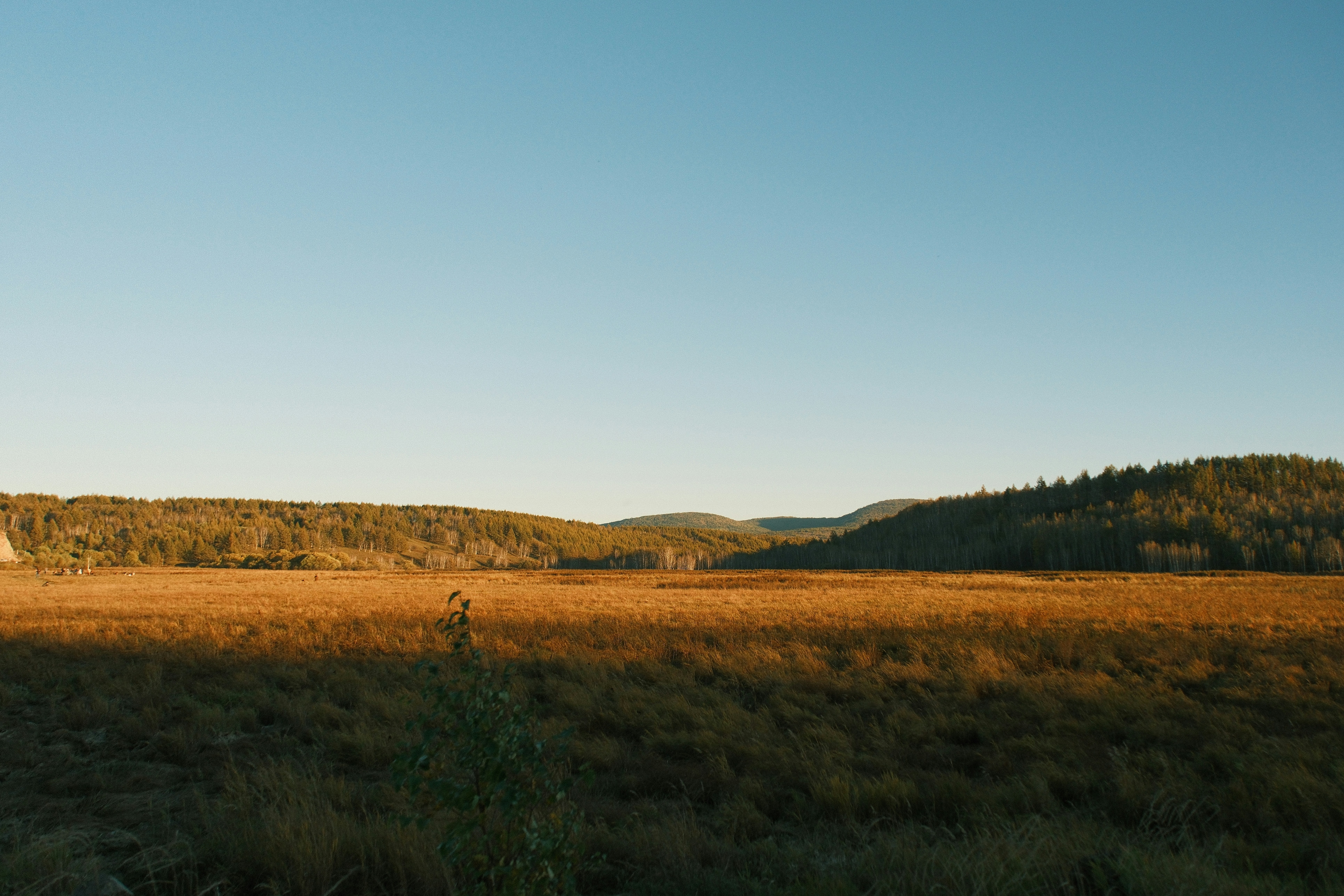 Golden marshland under a clear blue sky