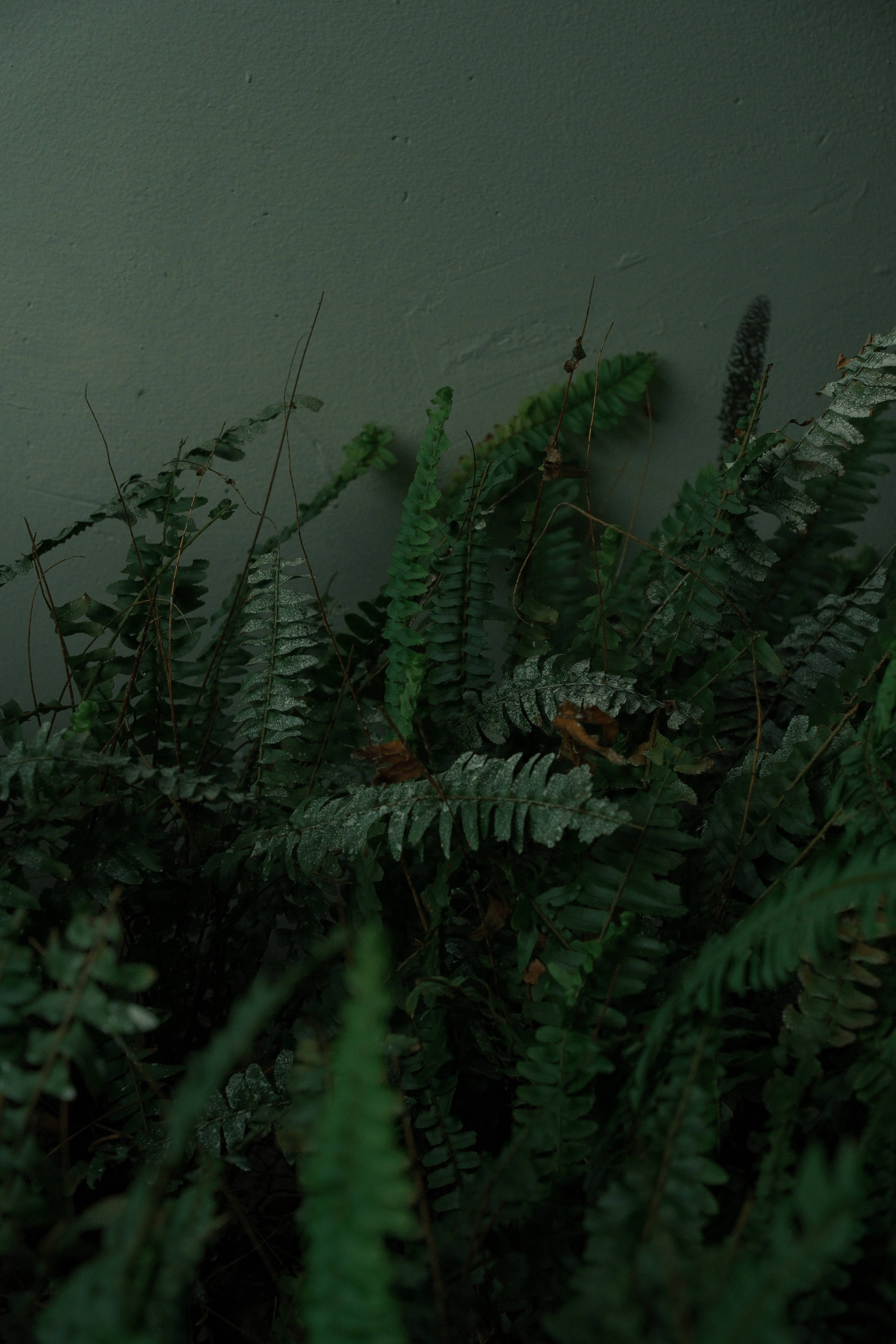 Midnight Ferns Against a Dim Green Wall