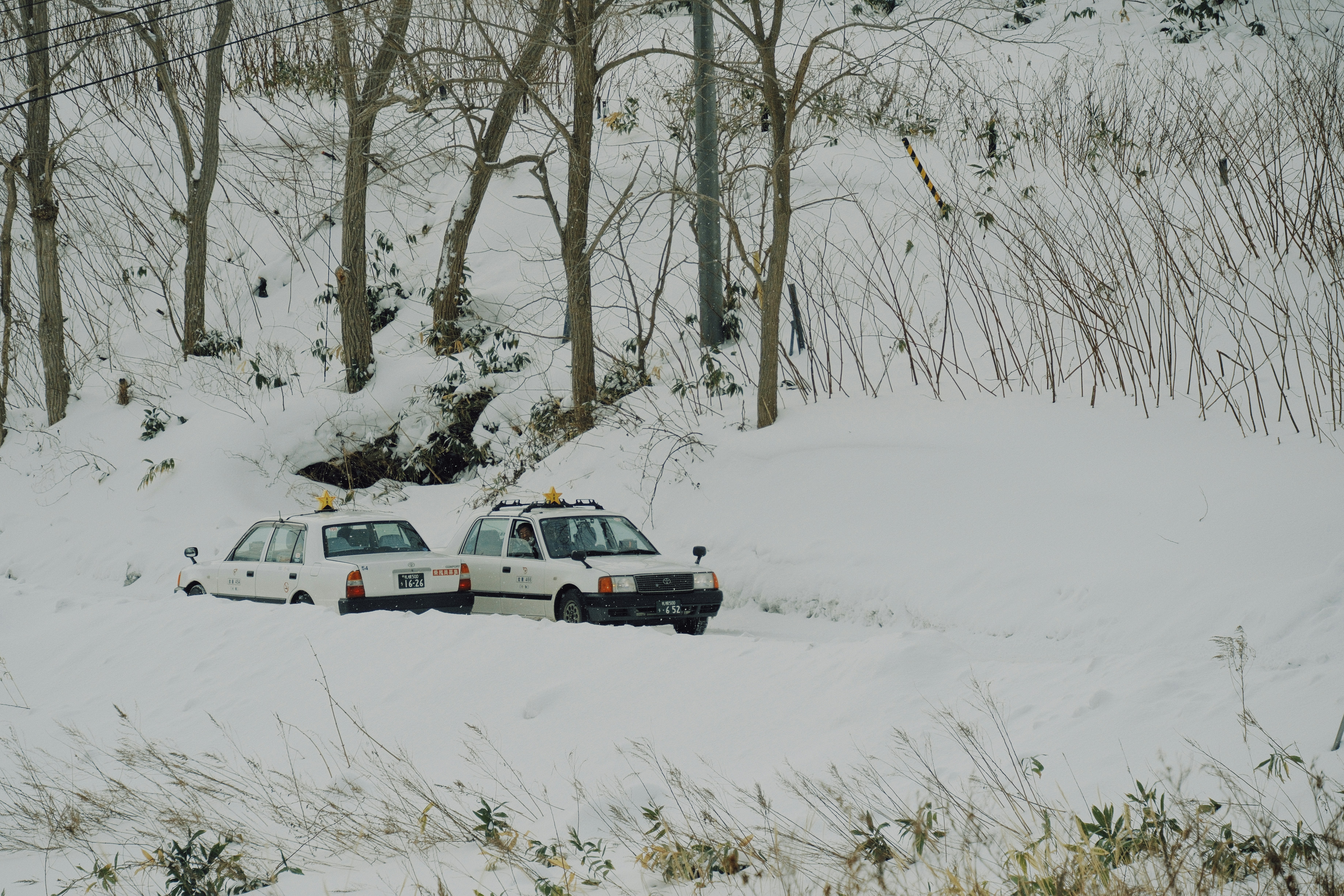 Silent Sentinels in Winter's Embrace