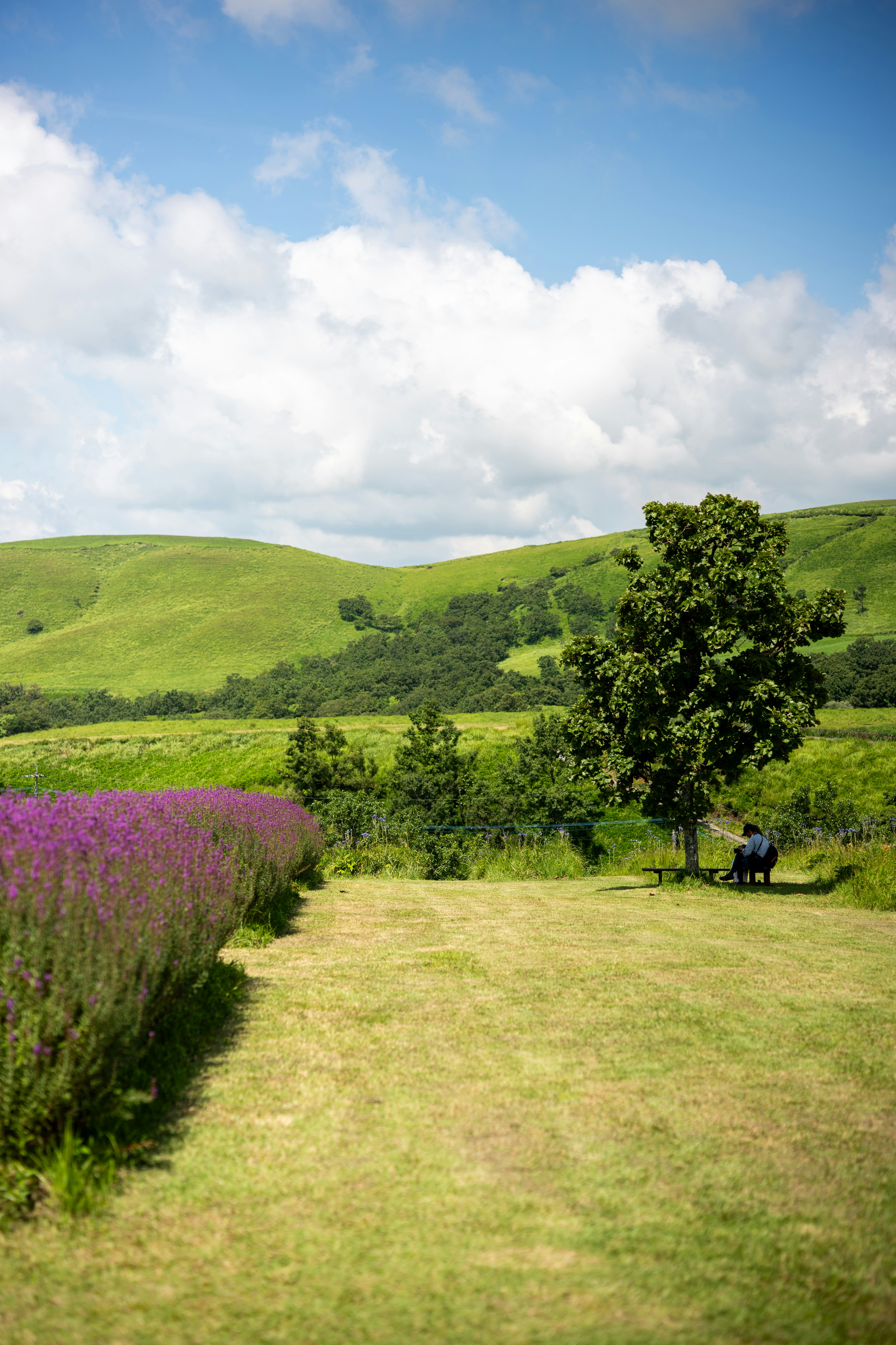 Serenity Amidst Lavender Fields