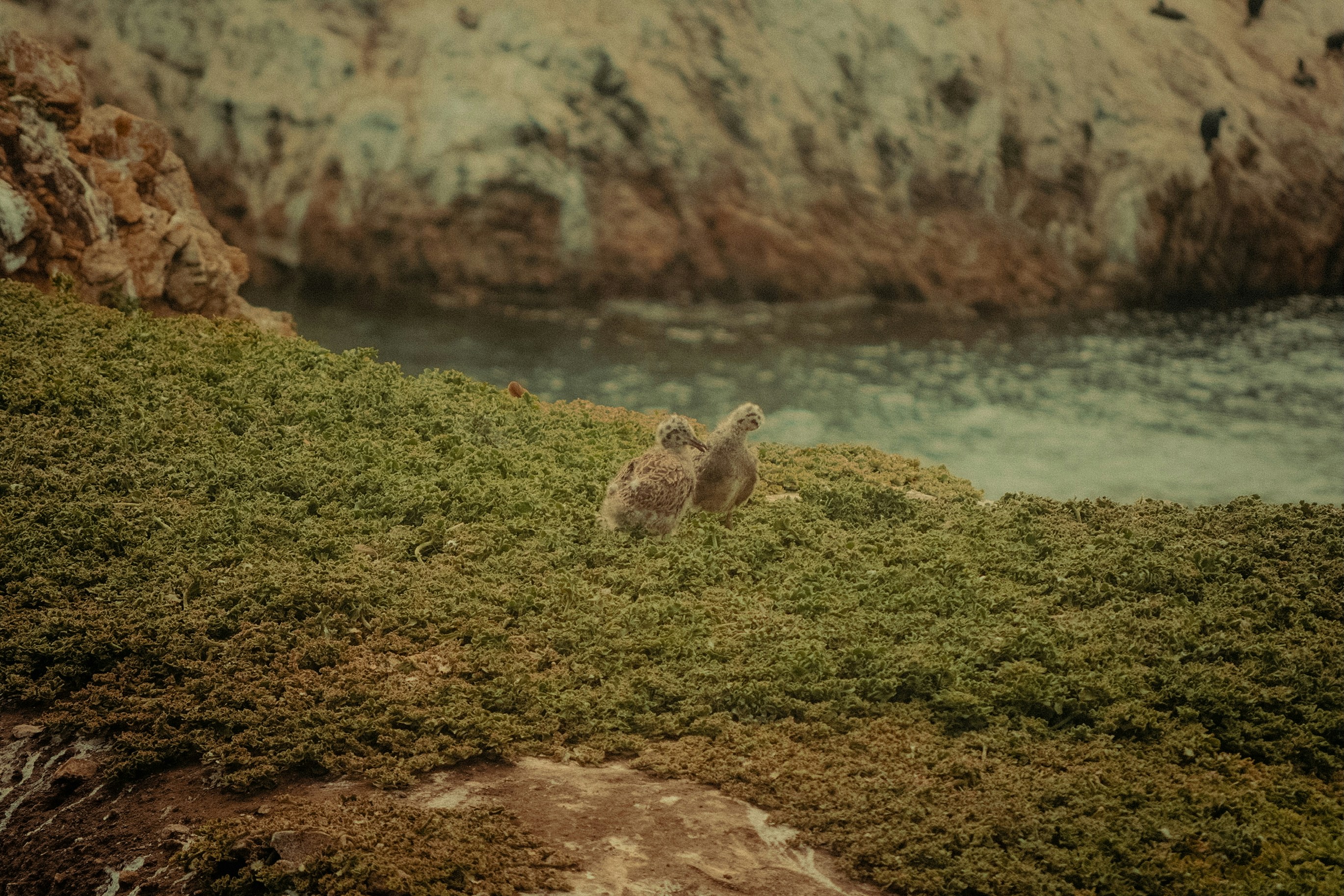 Seaside Guardians: A Moment of Serenity