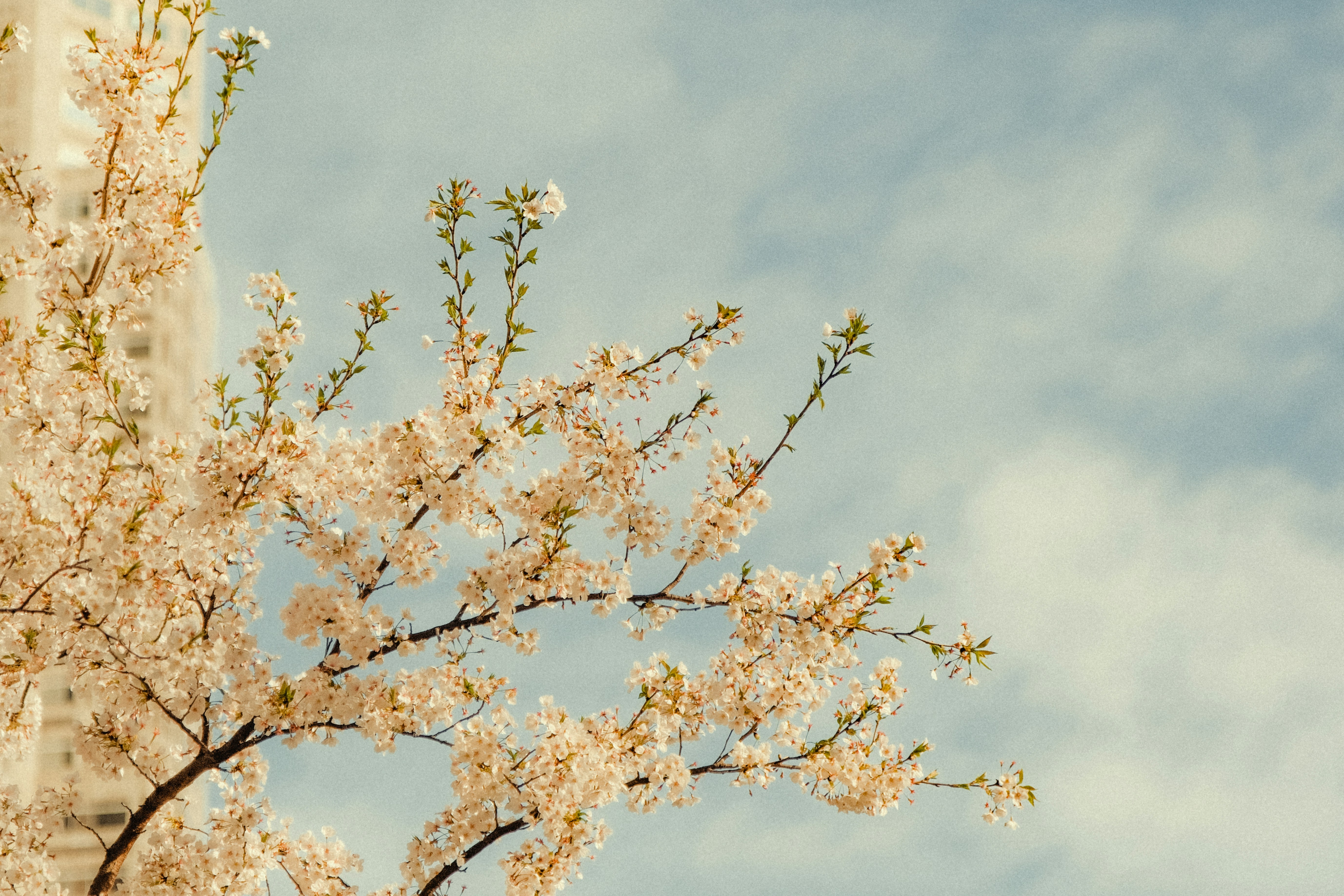 Whispers of Spring: Cherry Blossom Elegance