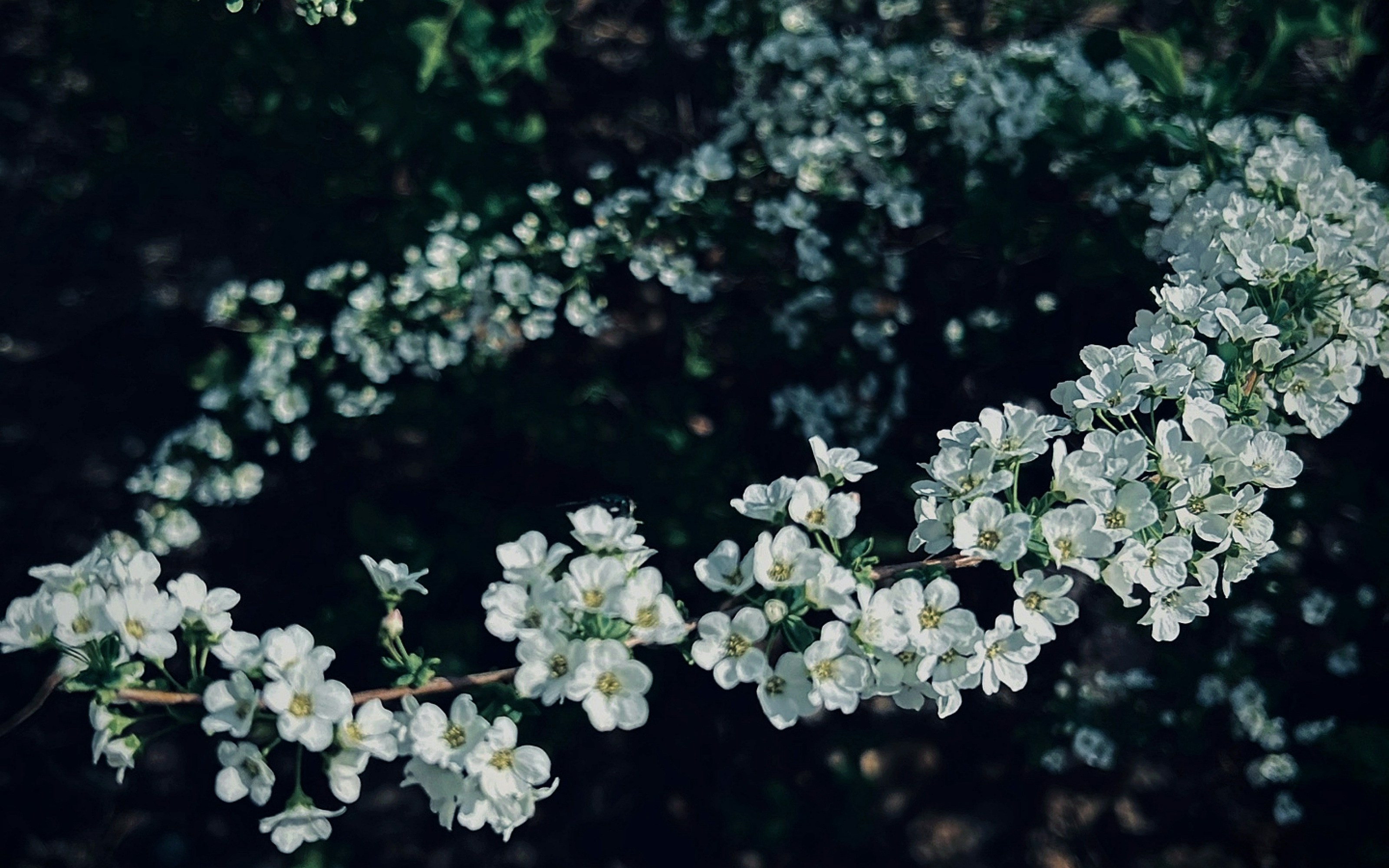 White flowers forming a circle | Delicate white blossoms on a dark background