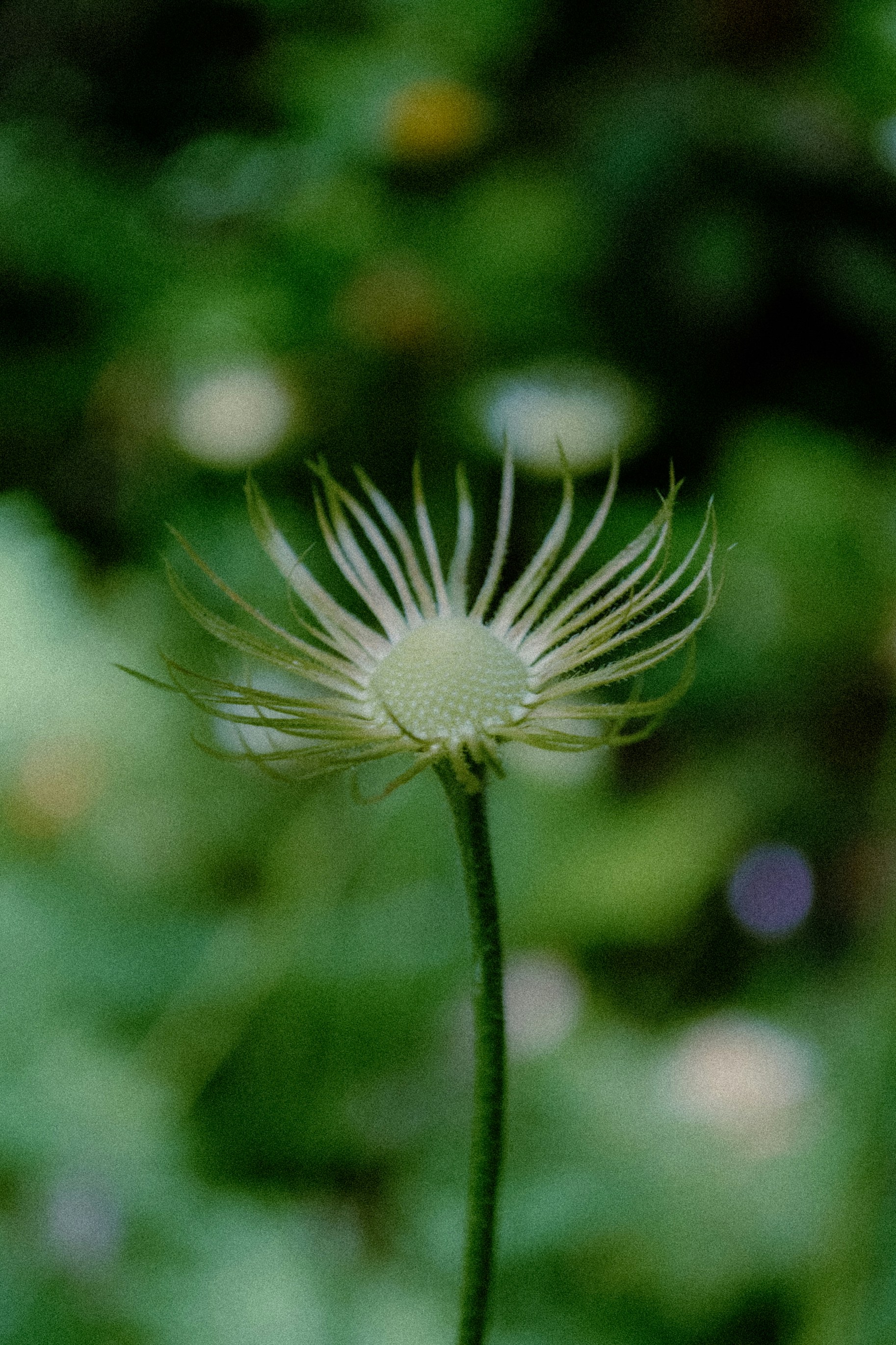 Delicate flower with elongated petals stands tall amidst a lush green backdrop, showcasing the intricate beauty of natural forms.