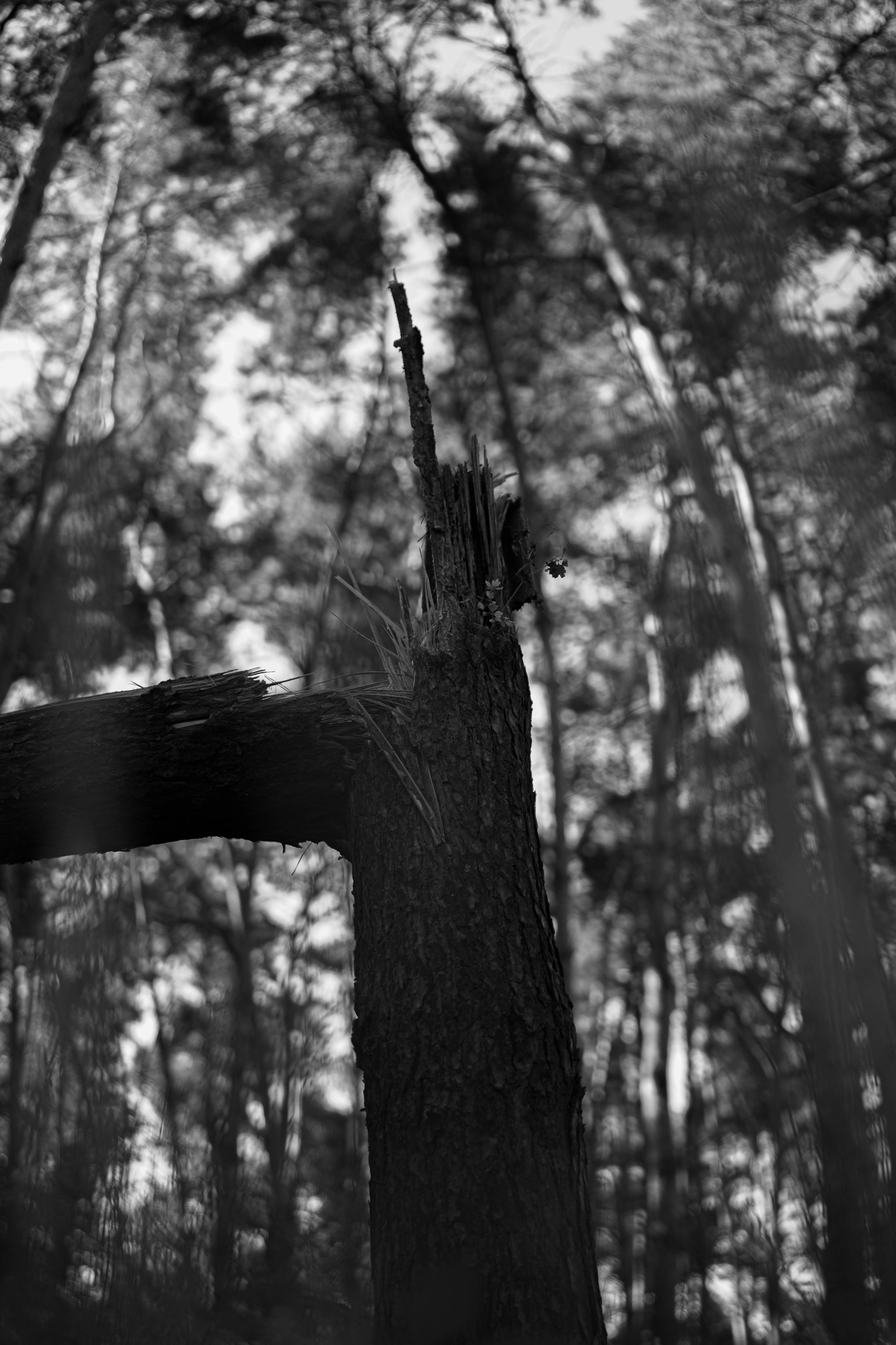 Photo by CS J0ke with Panasonic Lumix S9